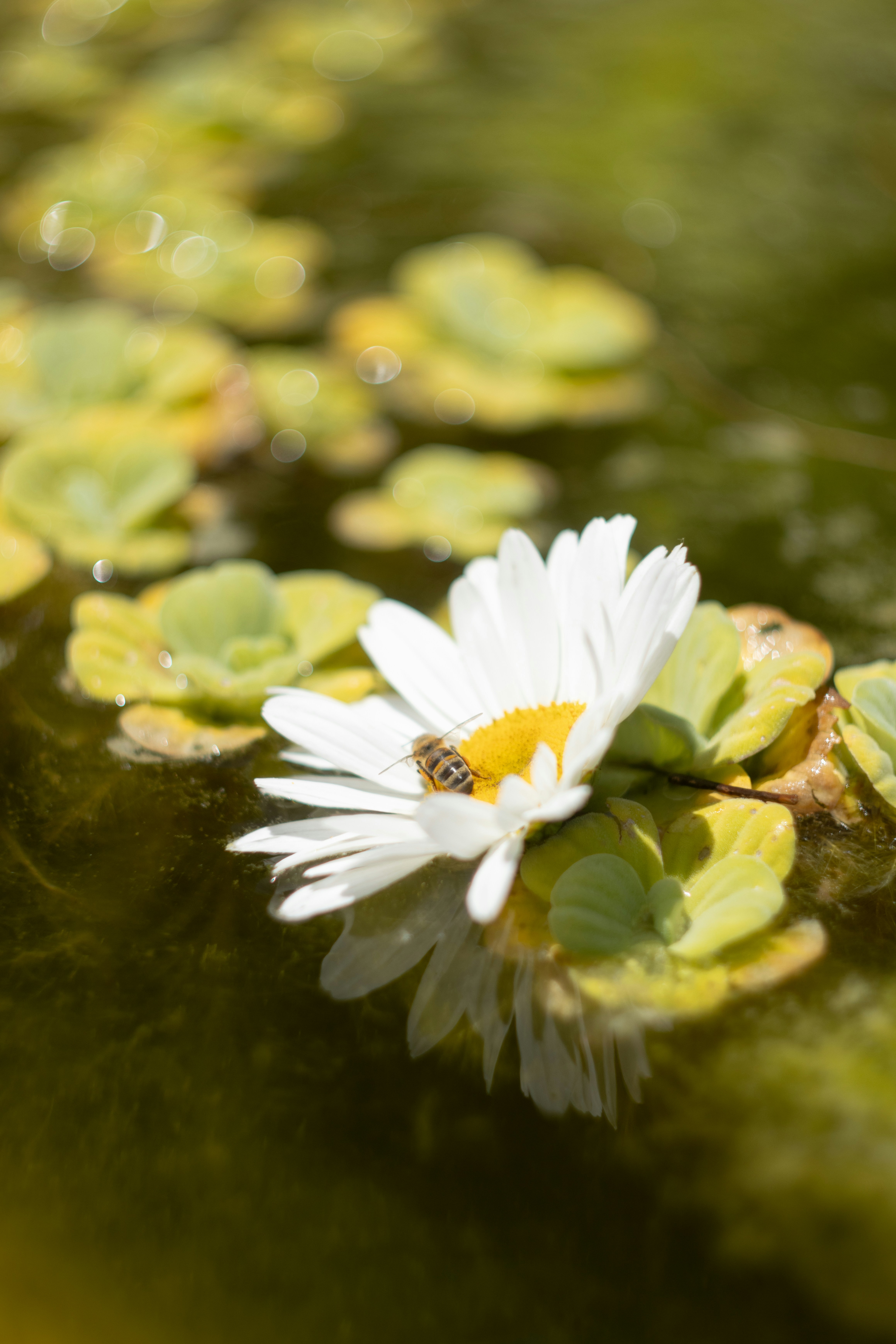 A bee on a daisy floating in a pond.