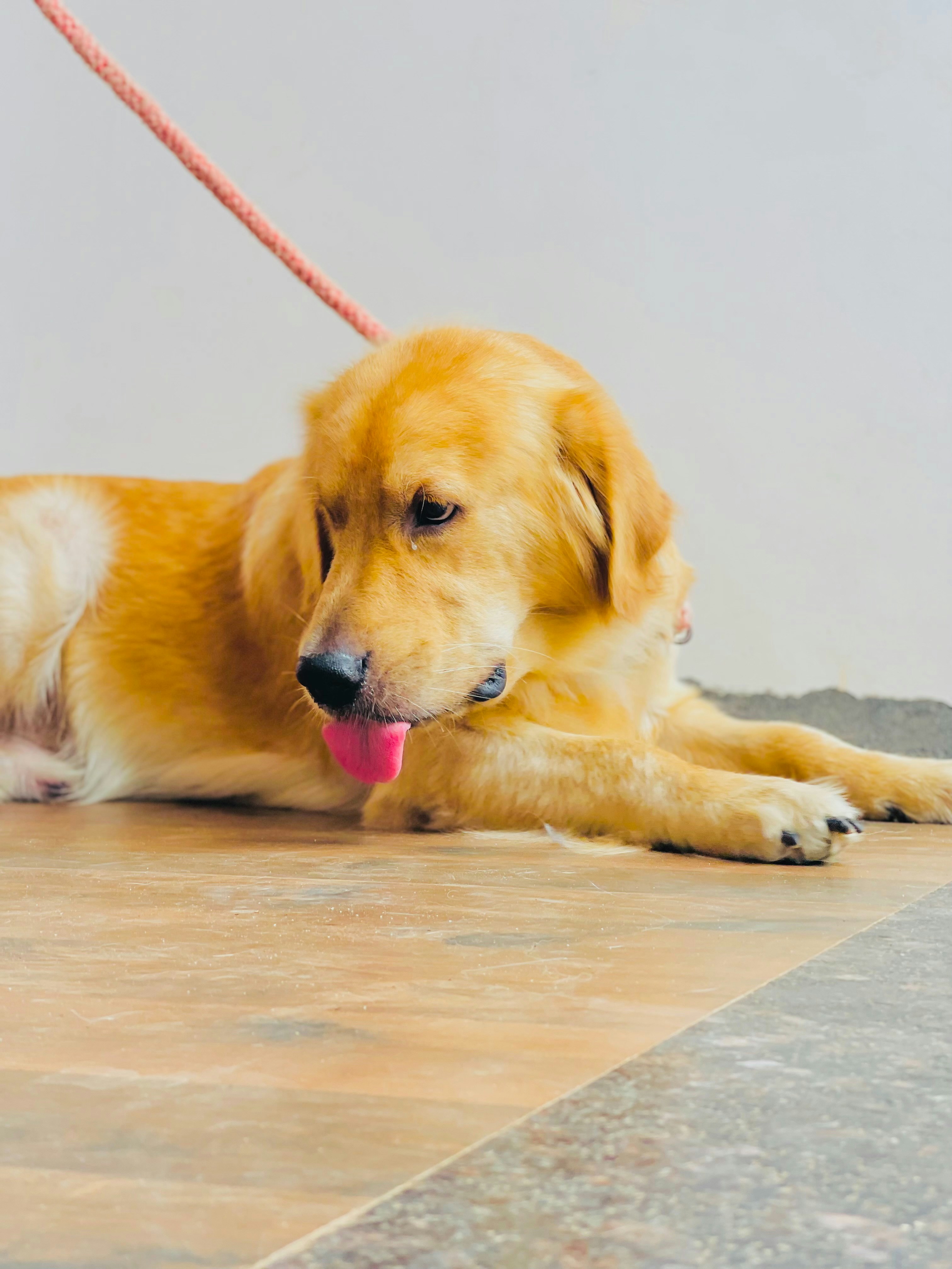 Golden Moments: A Canine's Calm