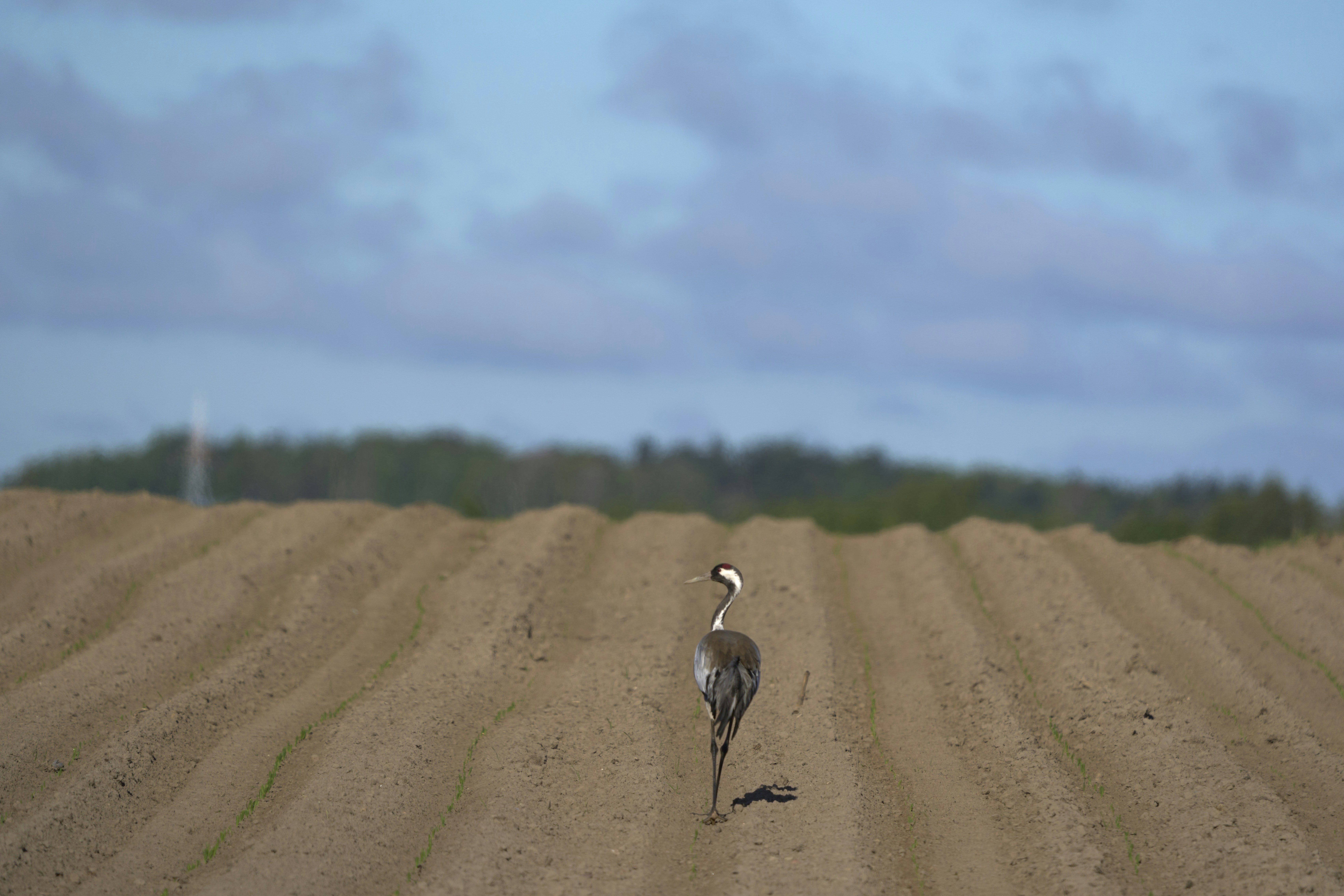 Crane Crossing the Furrowed Field: A Solitary Step Toward the Distant Horizon