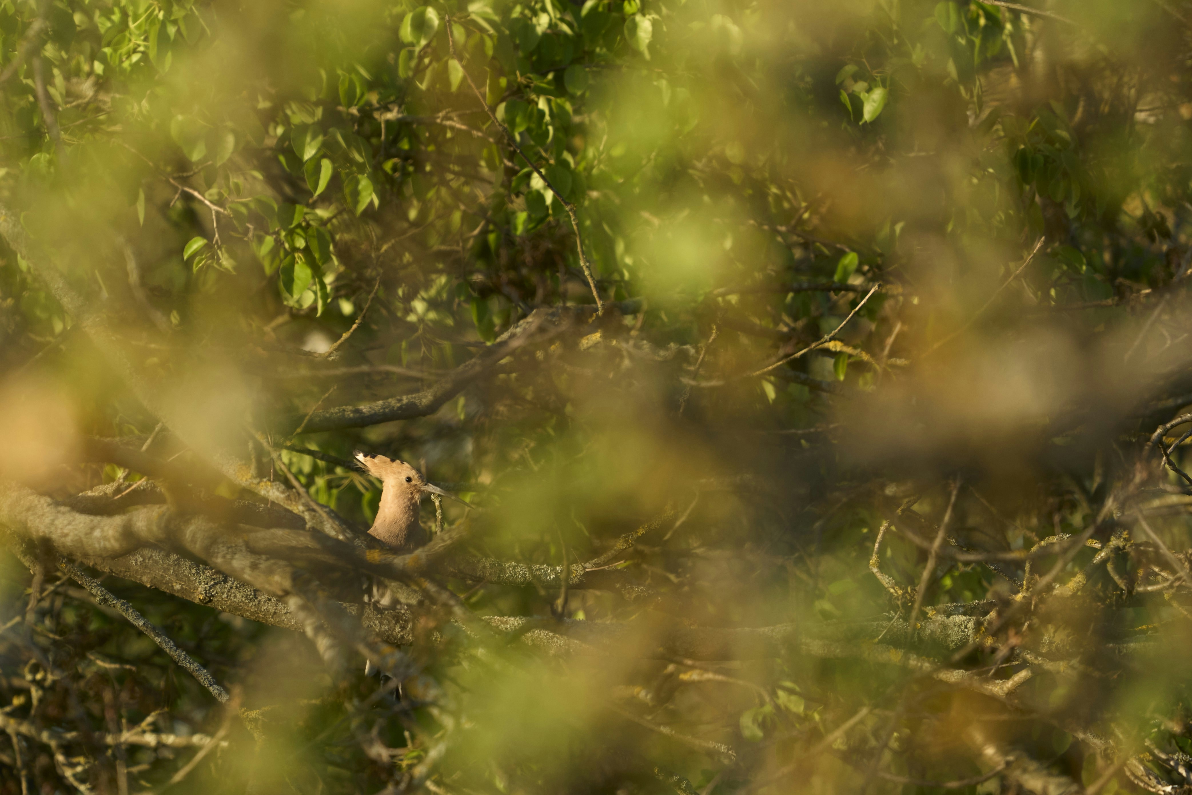 A bird perched on a branch amidst a tapestry of blurred leaves, capturing the essence of nature's tranquility.