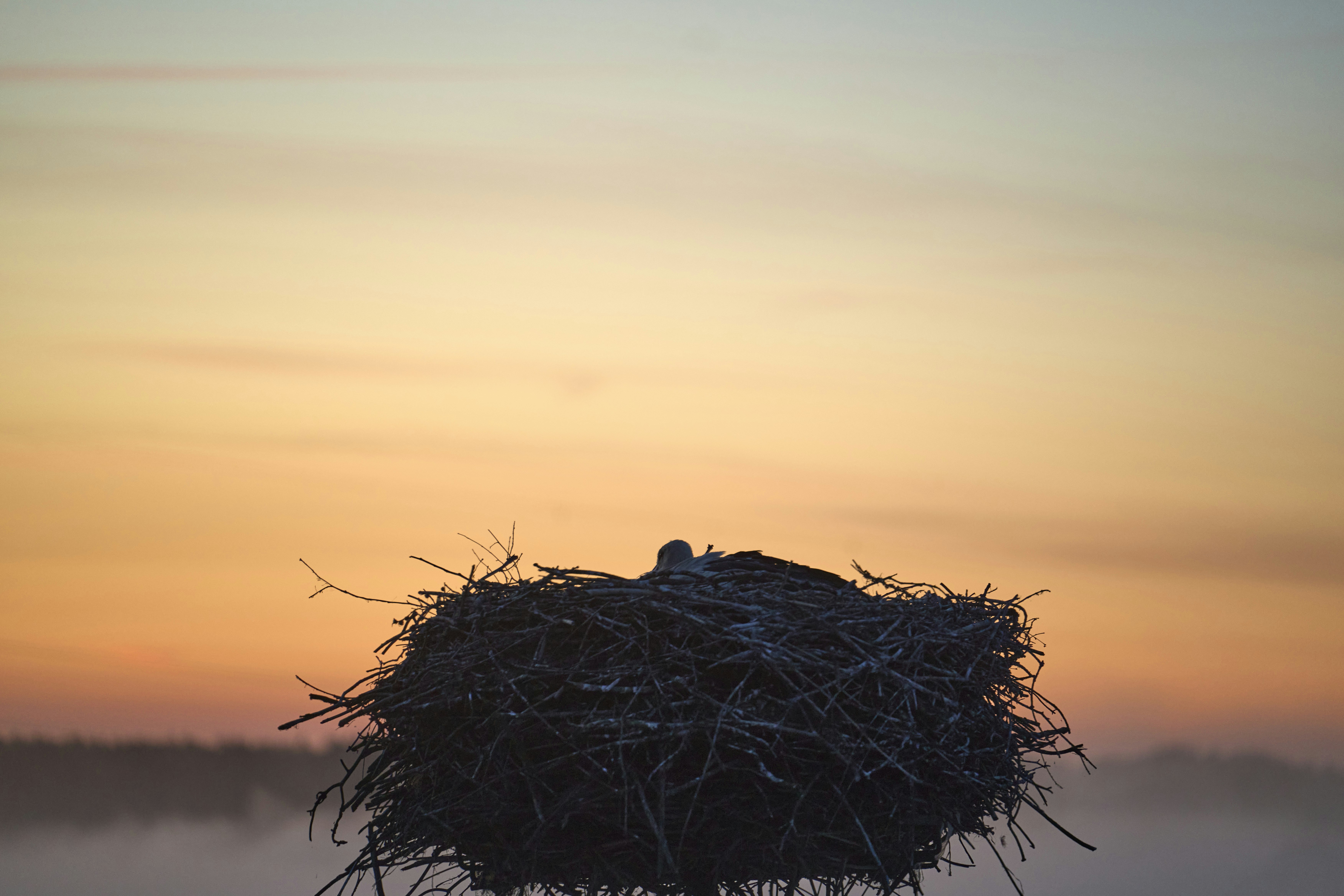 Dusk Nest Over Mist: A silhouetted twig sculpture against a sunset glow