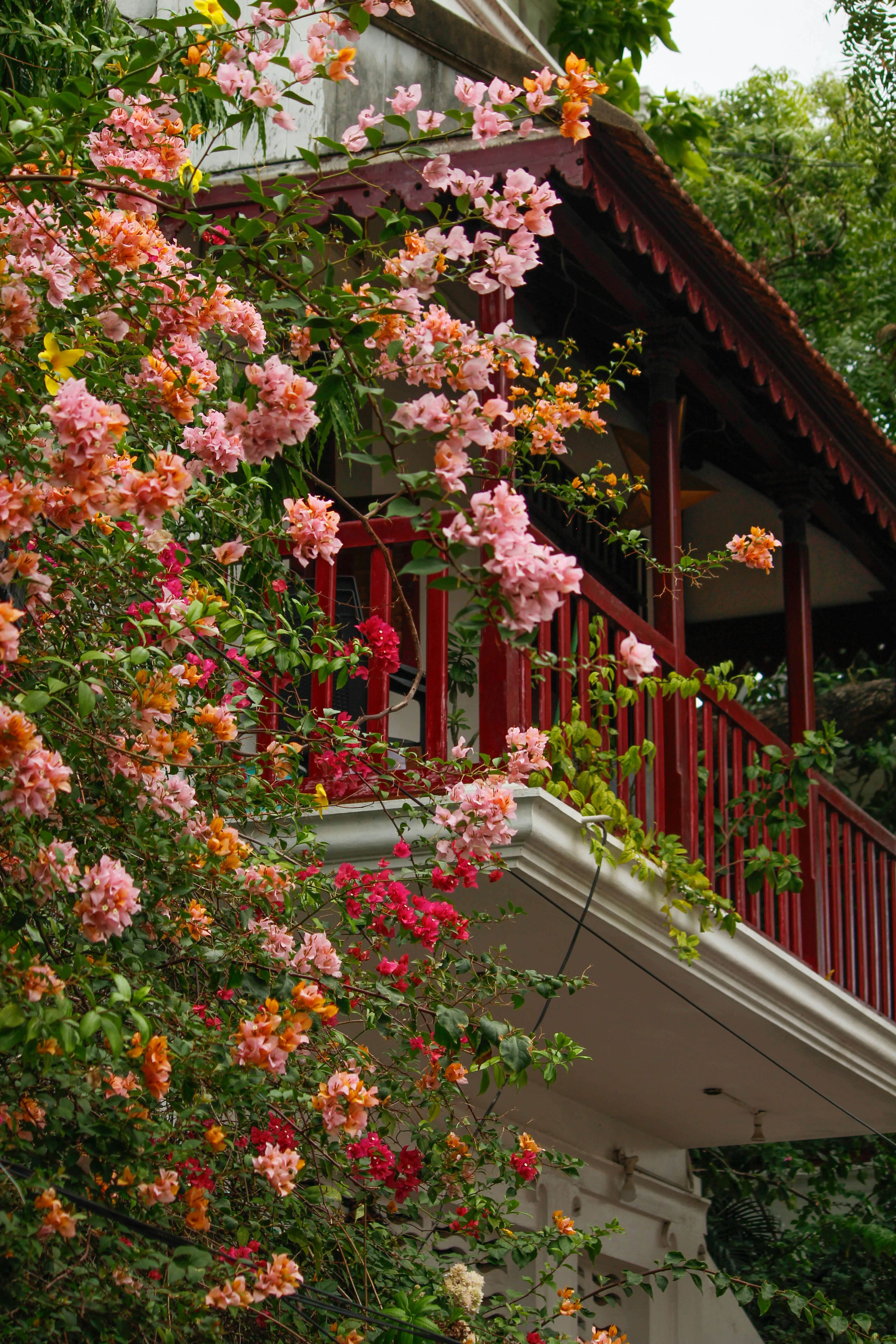 Bougainvillea Cascade Framing a Red-Railed Veranda
