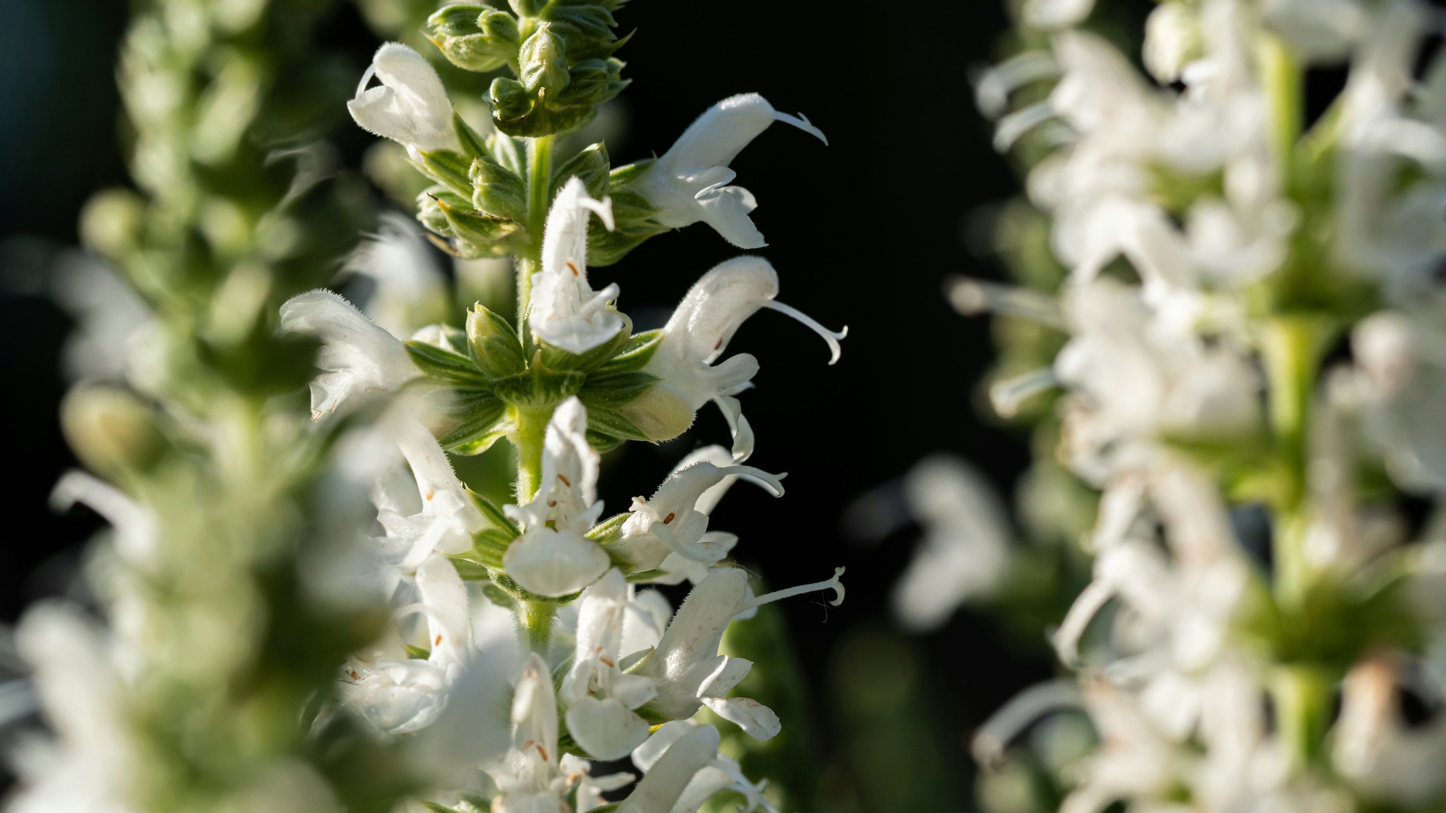 White floral spike in high-contrast sunlit microcosm