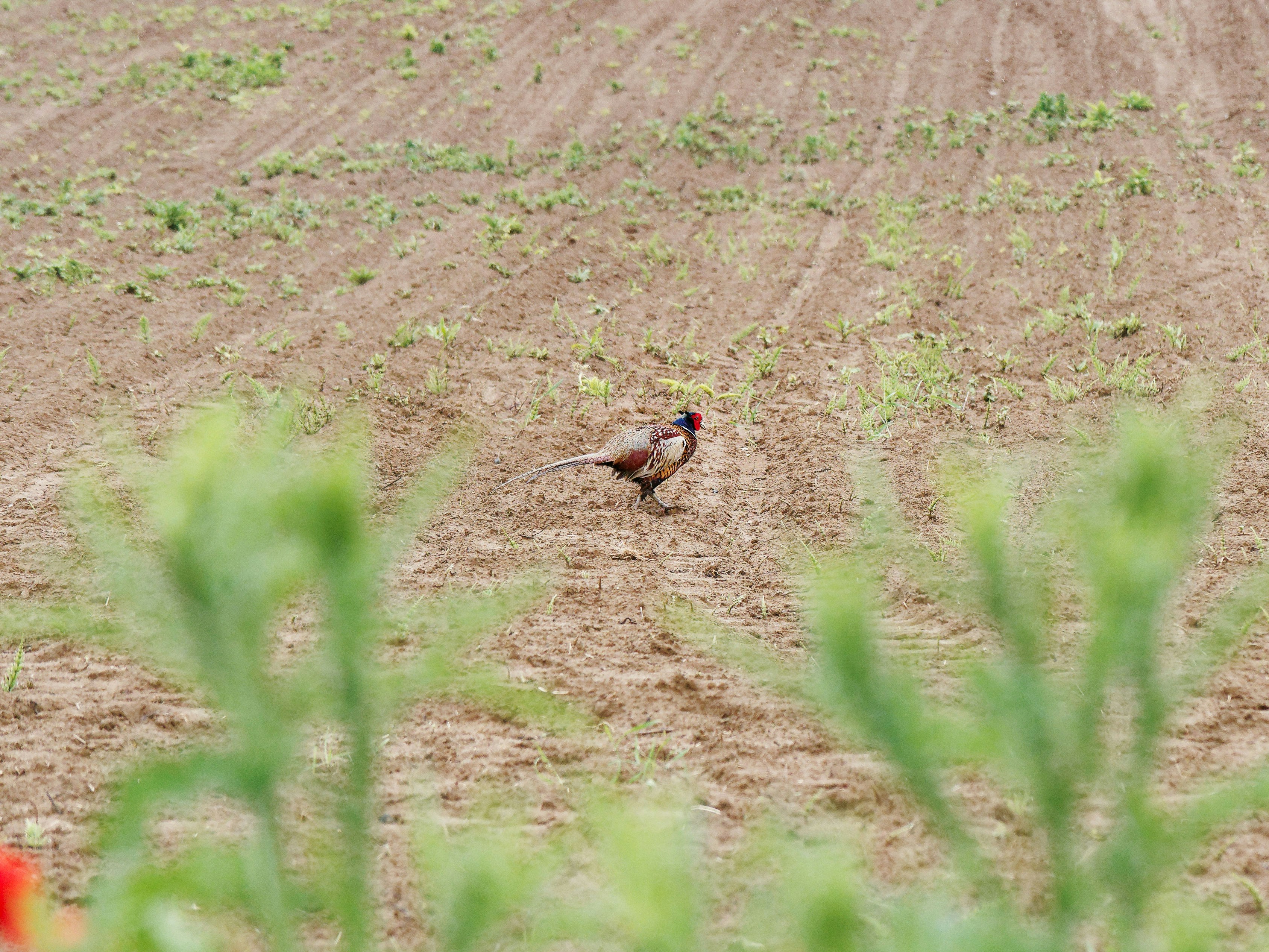 Photo by iuliu illes with OM System OM-1 Mark II