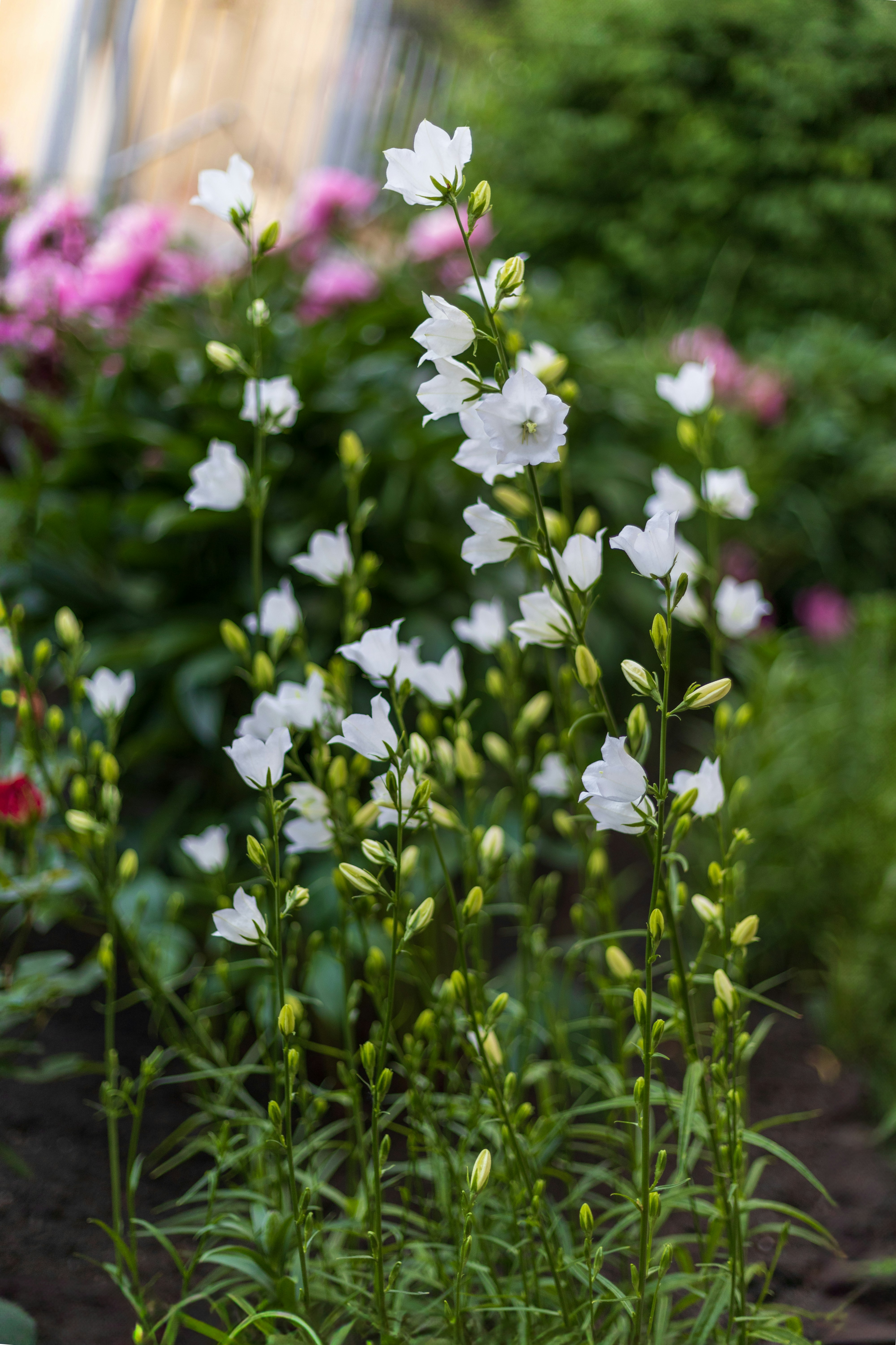 White Garden Spires in Soft Focus