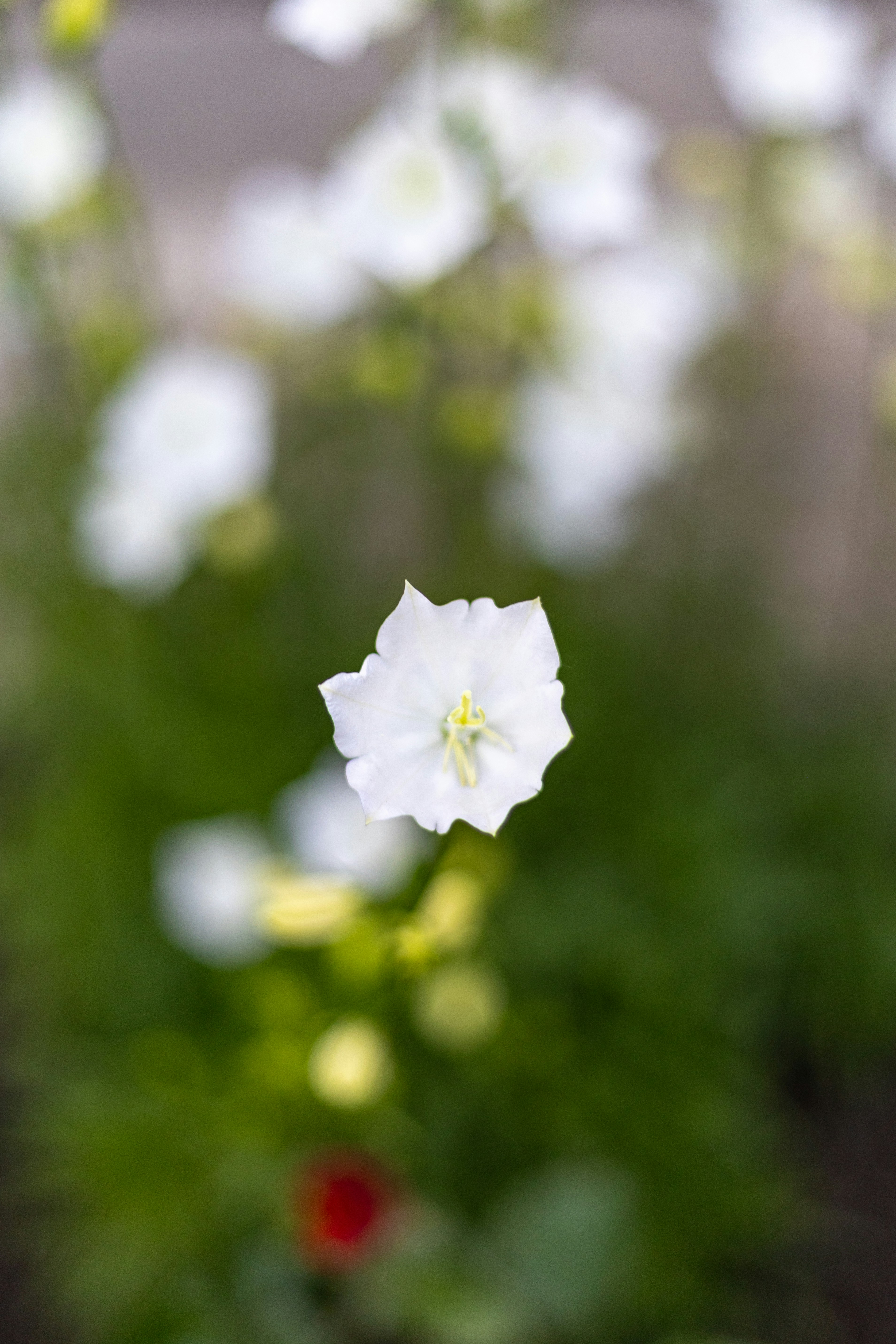 Lone White Bloom in Velvet Green Blur