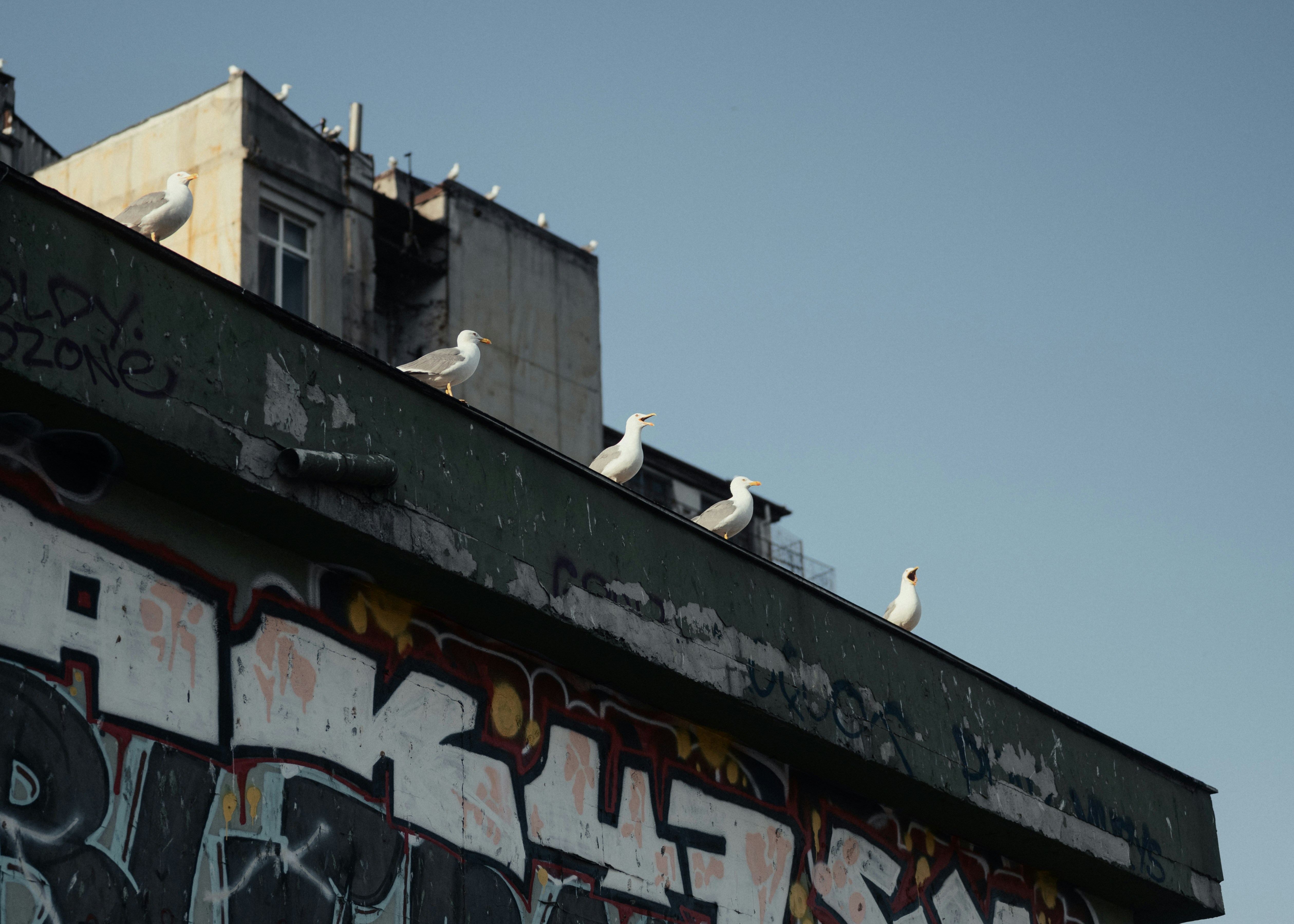 Edge of the City: Seagulls Perched Above Graffiti on a Rooftop