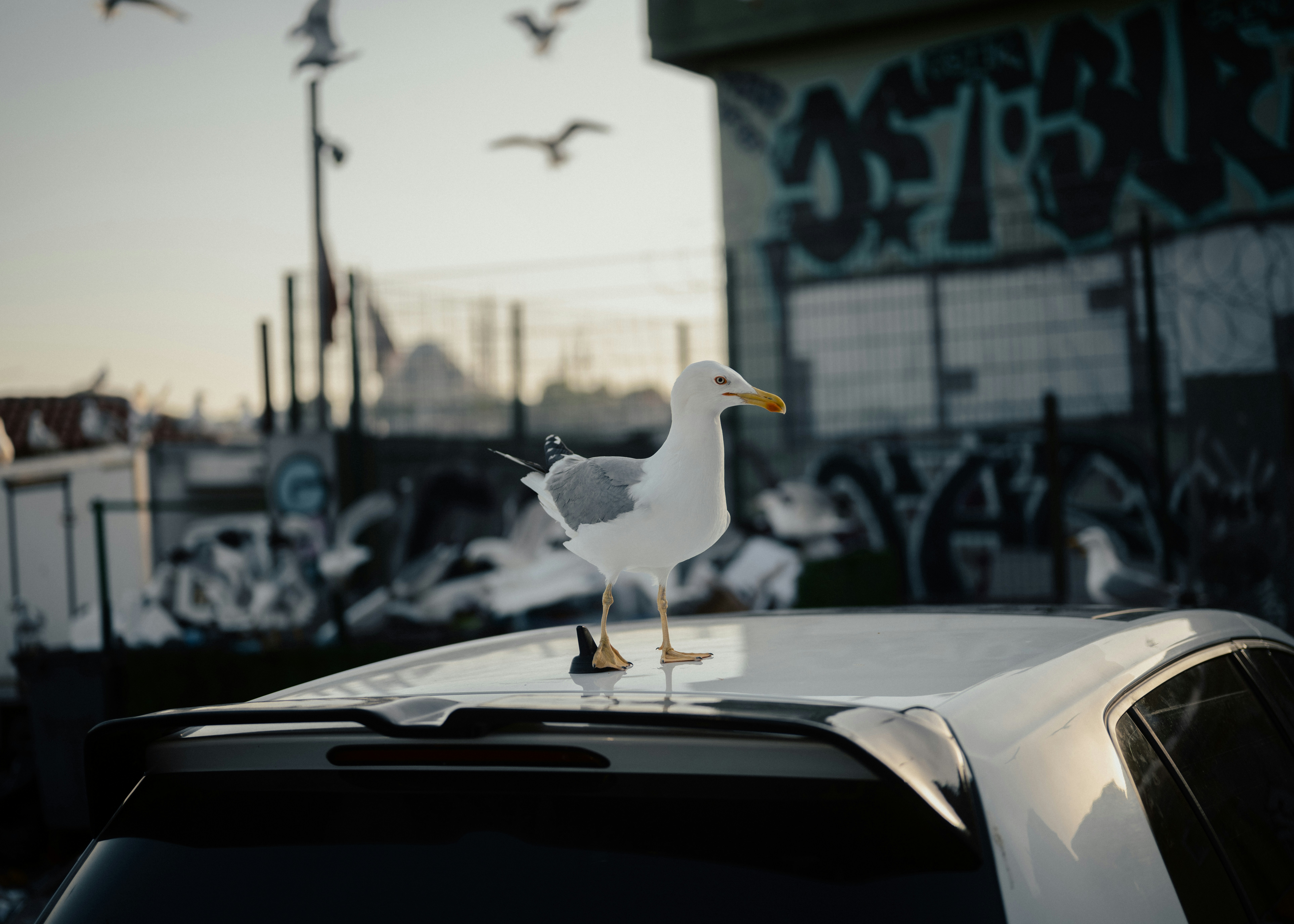 A seagull stands confidently on the roof of a vehicle, surrounded by urban graffiti and blurred silhouettes of other birds in flight.