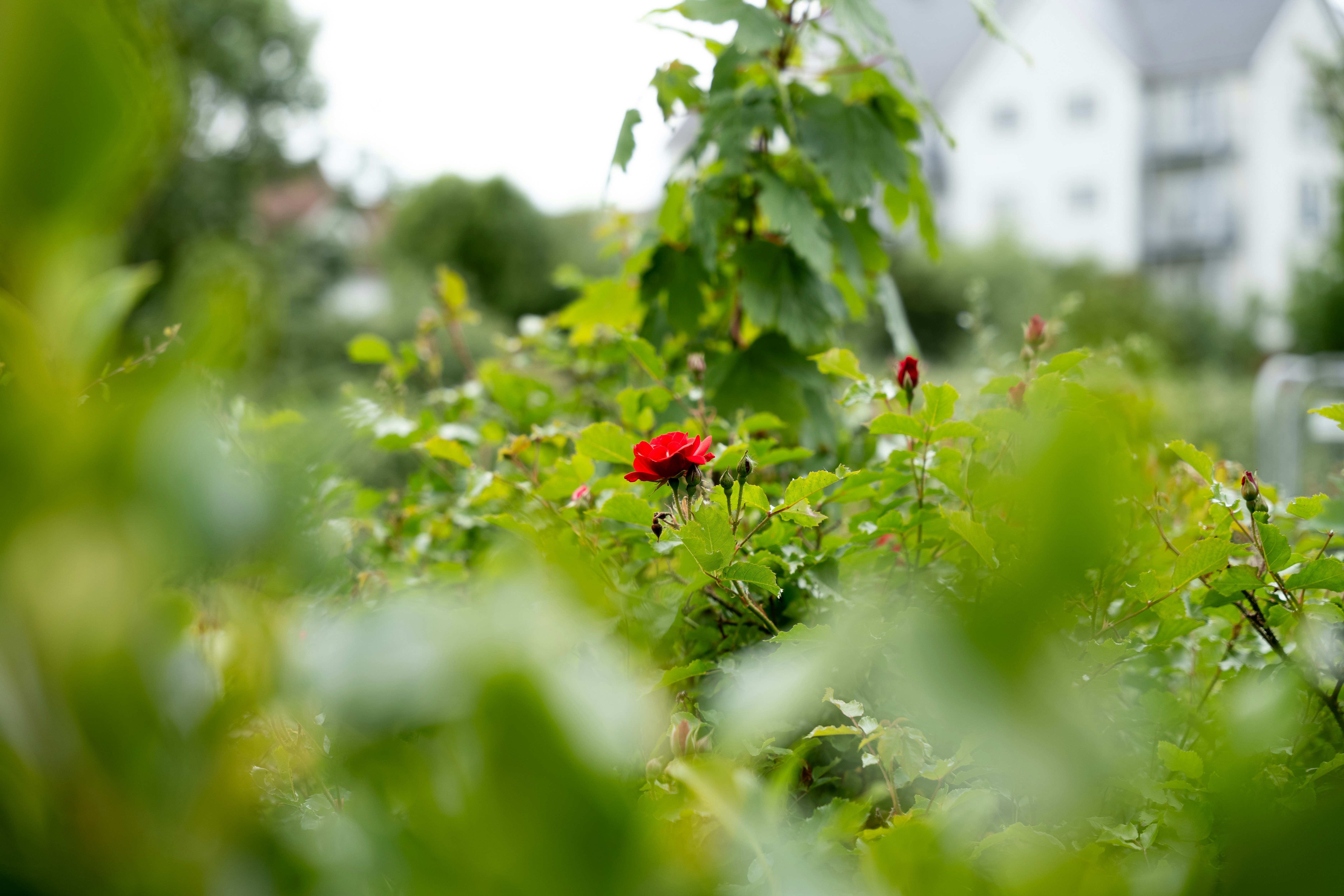 Scarlet Rose in a Quiet Green Frame