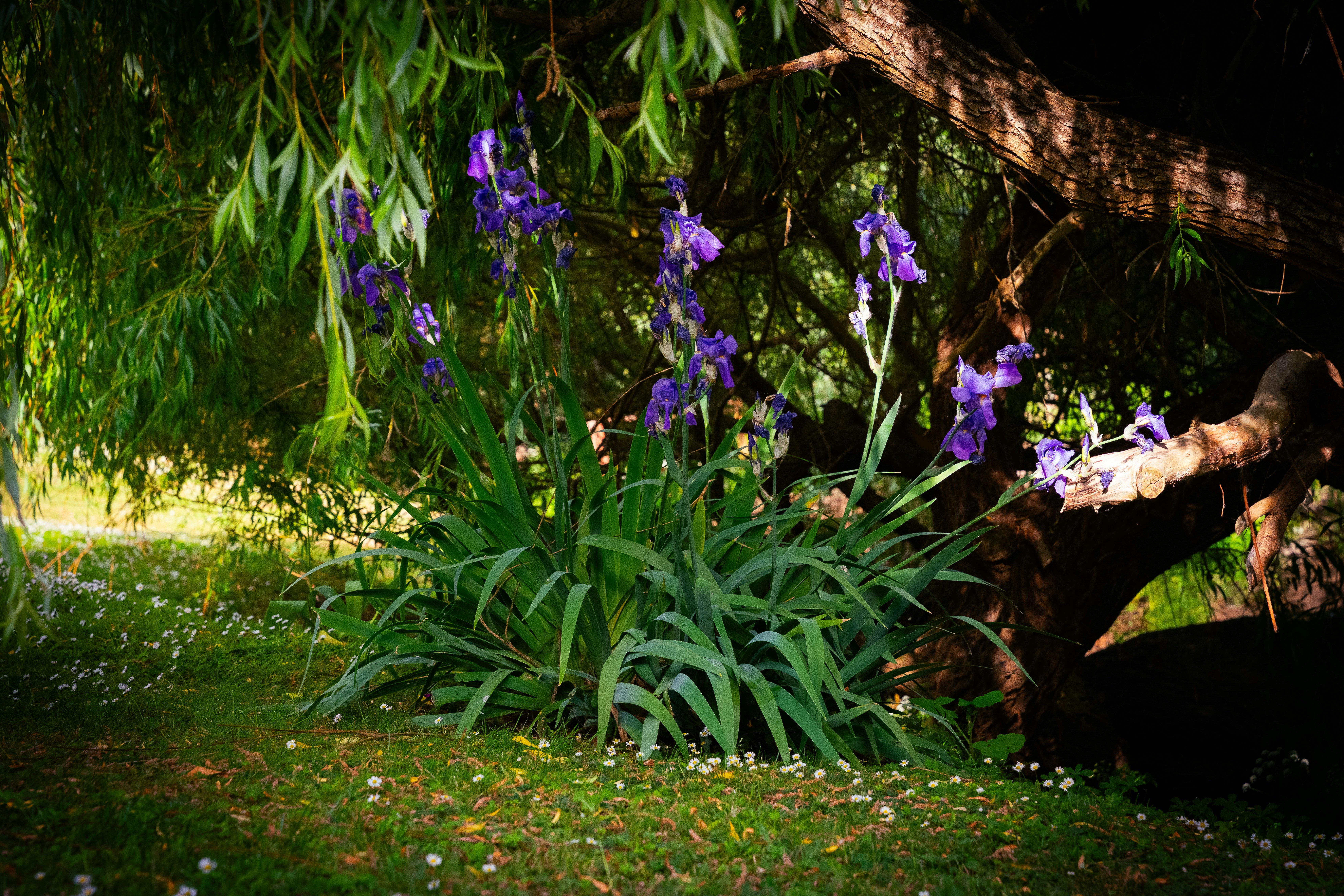 Iris Under Willow: Violet Blooms in Dappled Garden Light