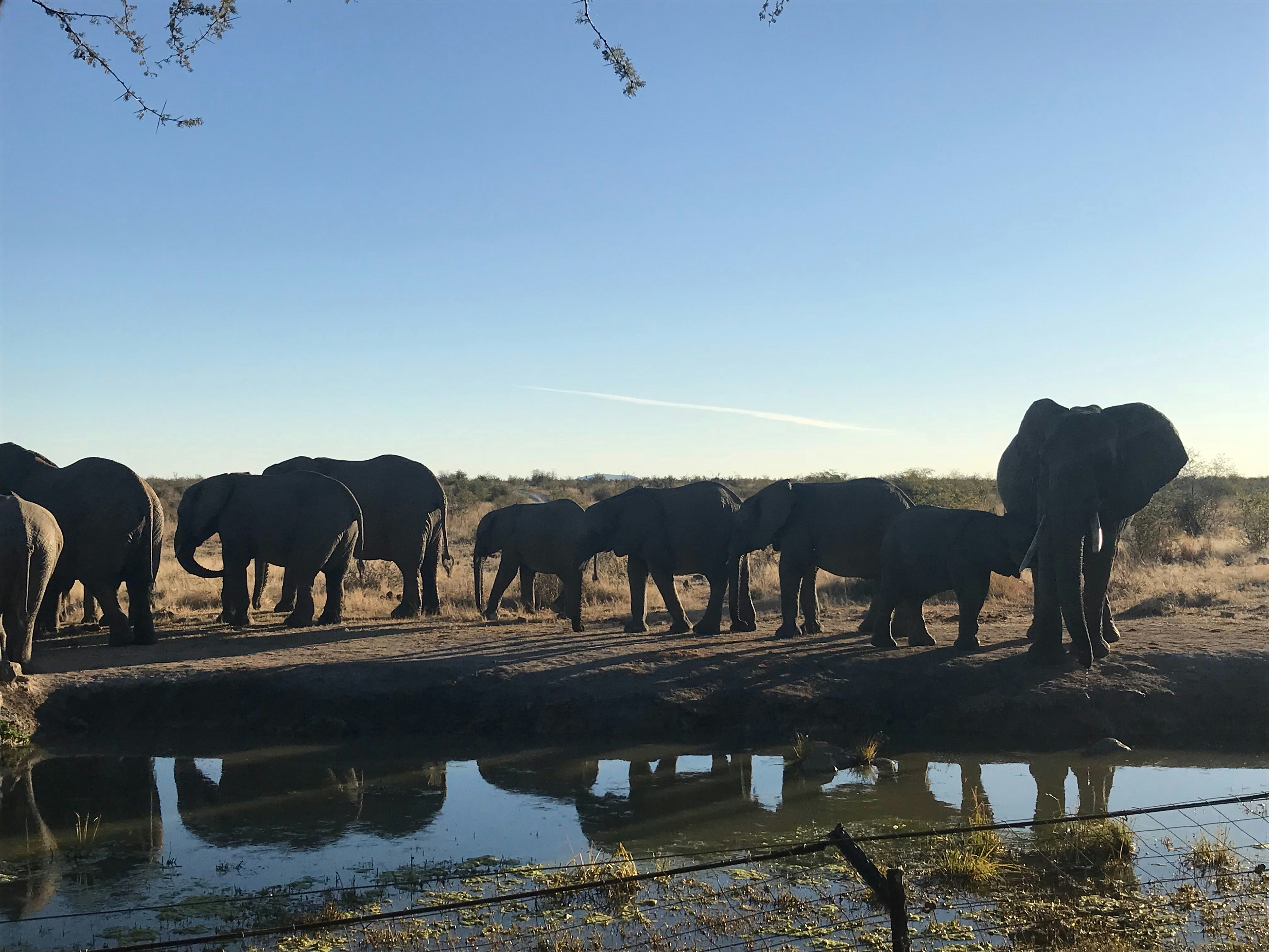 A herd of elephants congregating near a waterhole, showcasing their social dynamics in a serene landscape. The reflection in the water adds depth to the scene.