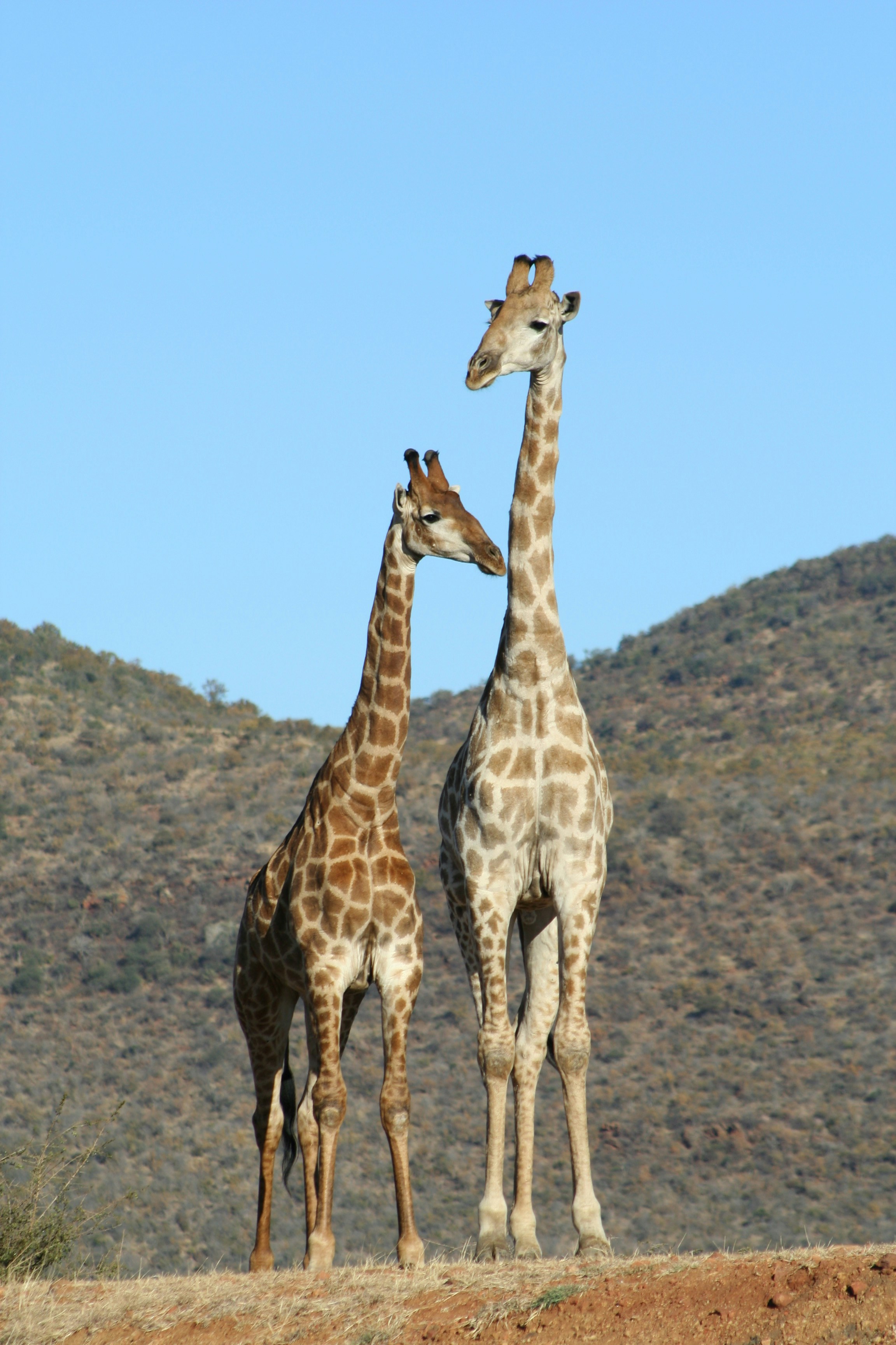 Tall Companions: A Giraffe Duo in Harmony
