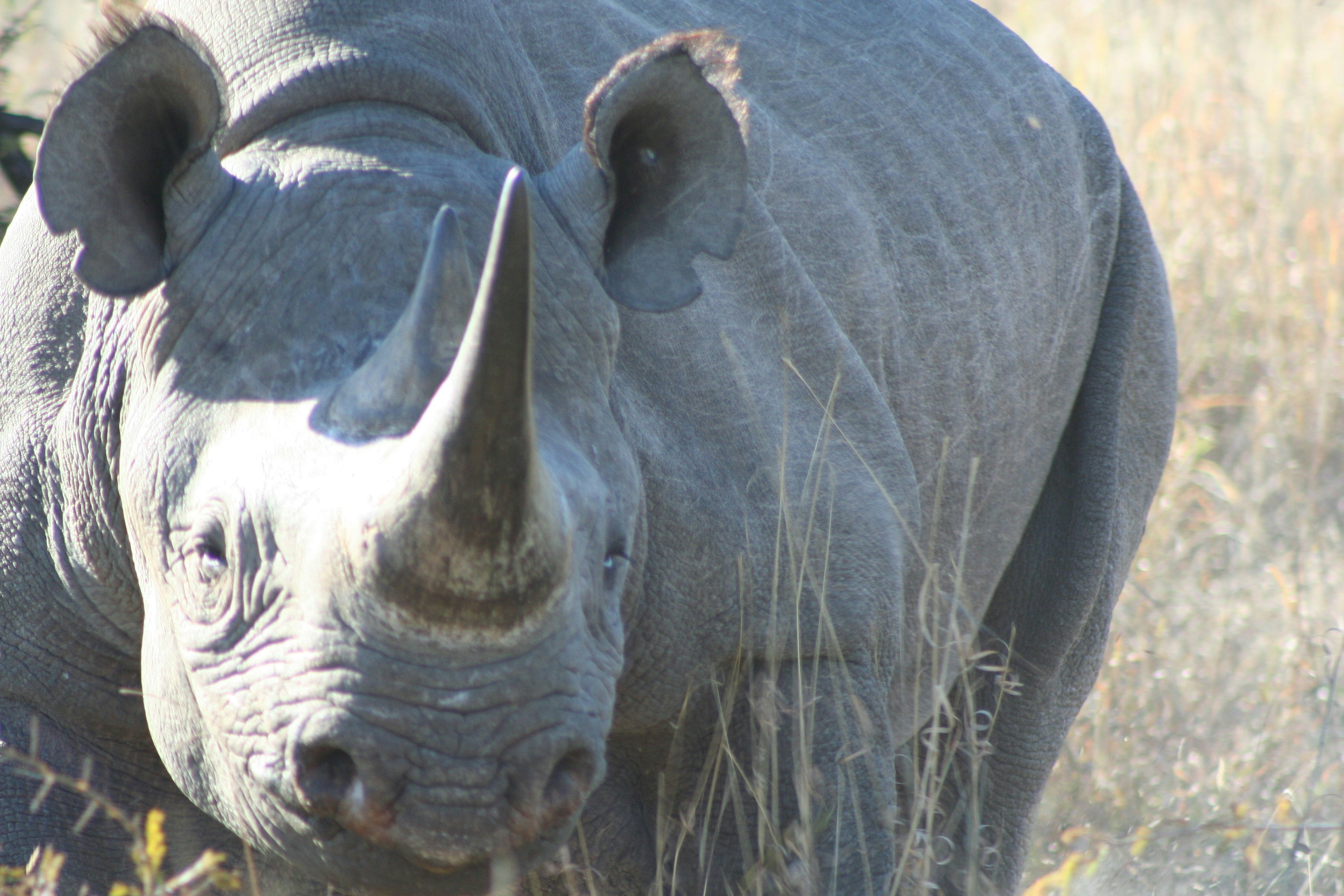 The Majestic Standoff: A Rhinoceros in the Wild