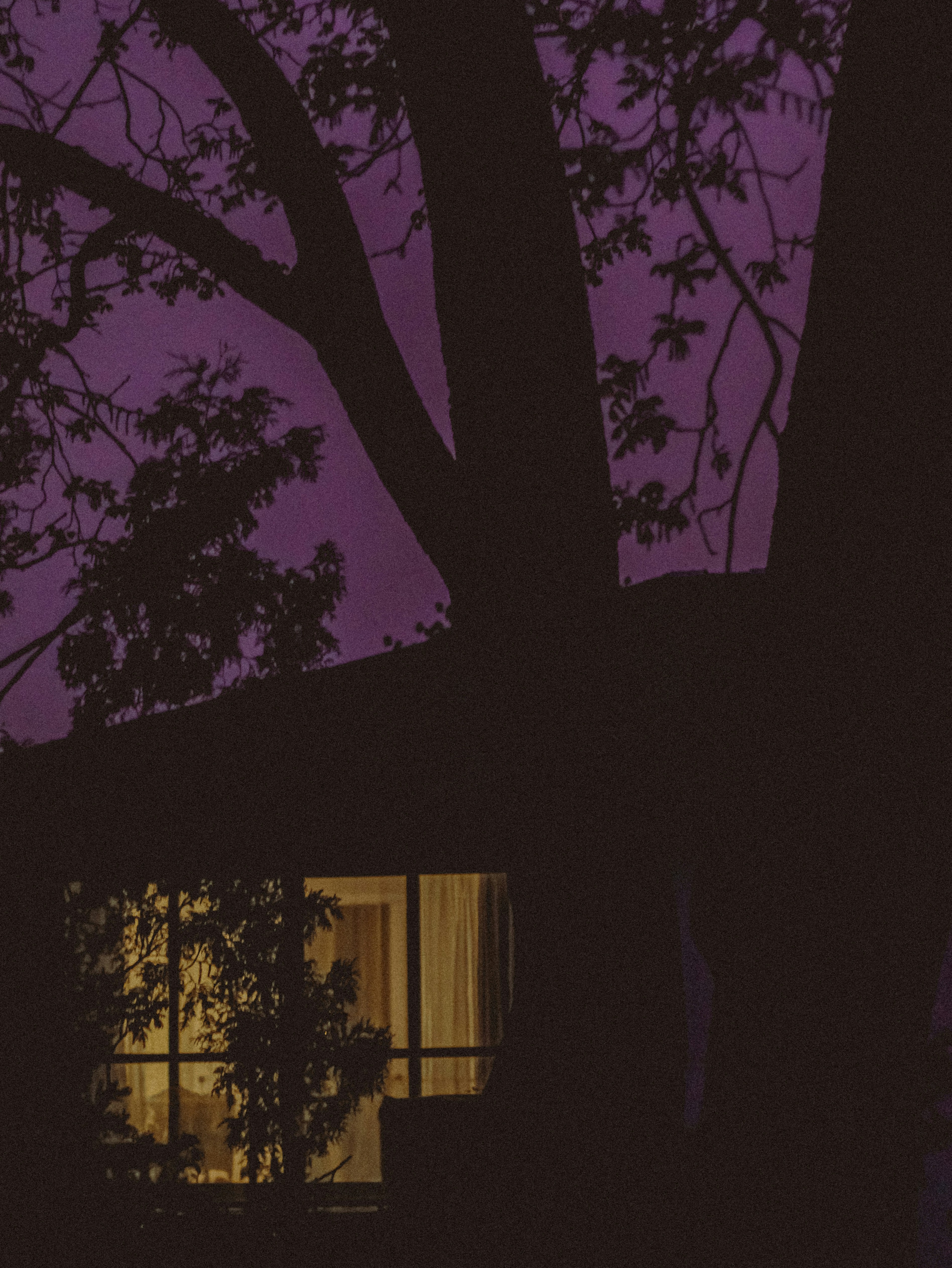 Purple sky and a lit window seen through trees. photo – Free Night ...