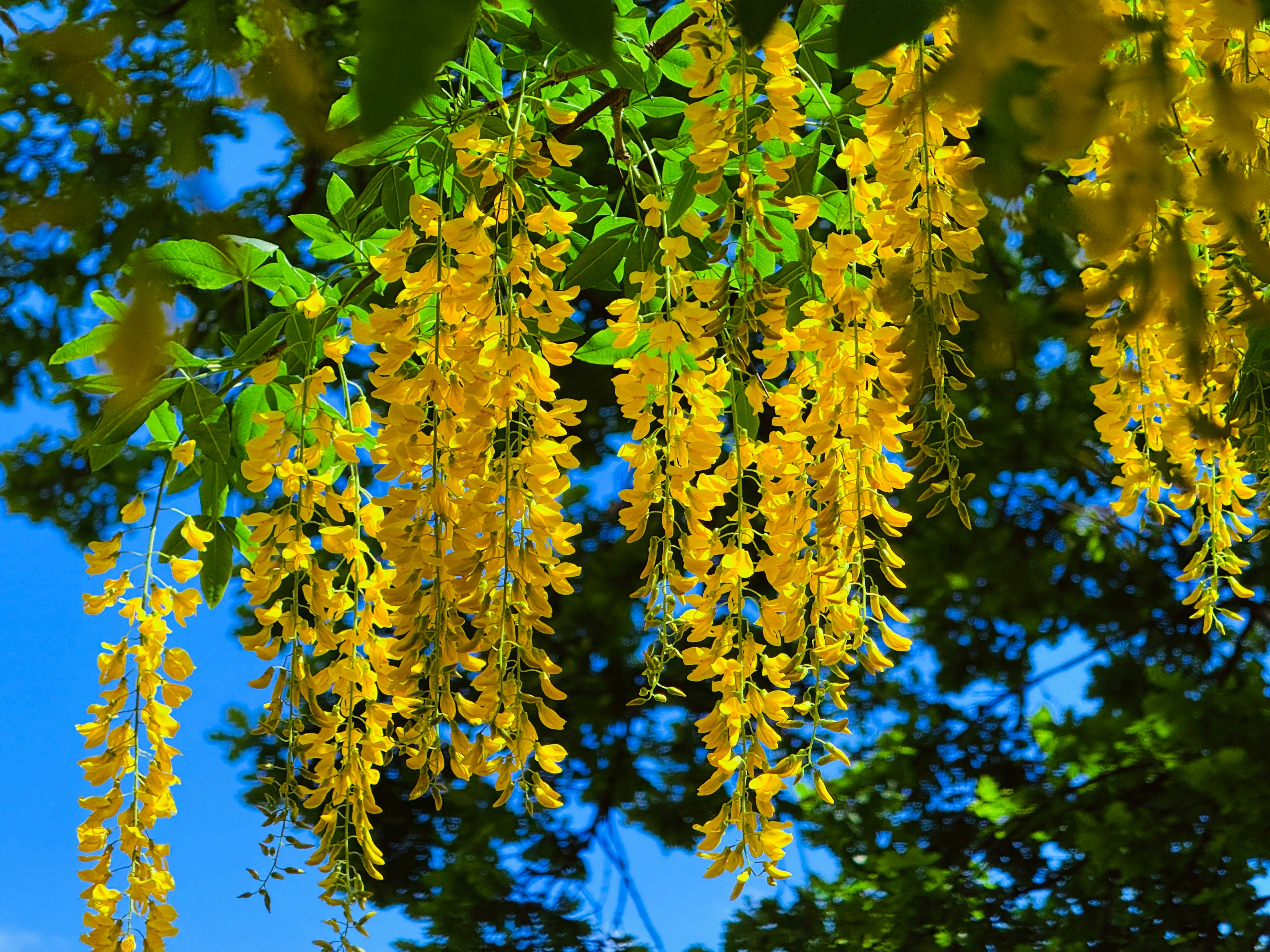 Golden Wisteria Cascade Against a Cerulean Sky