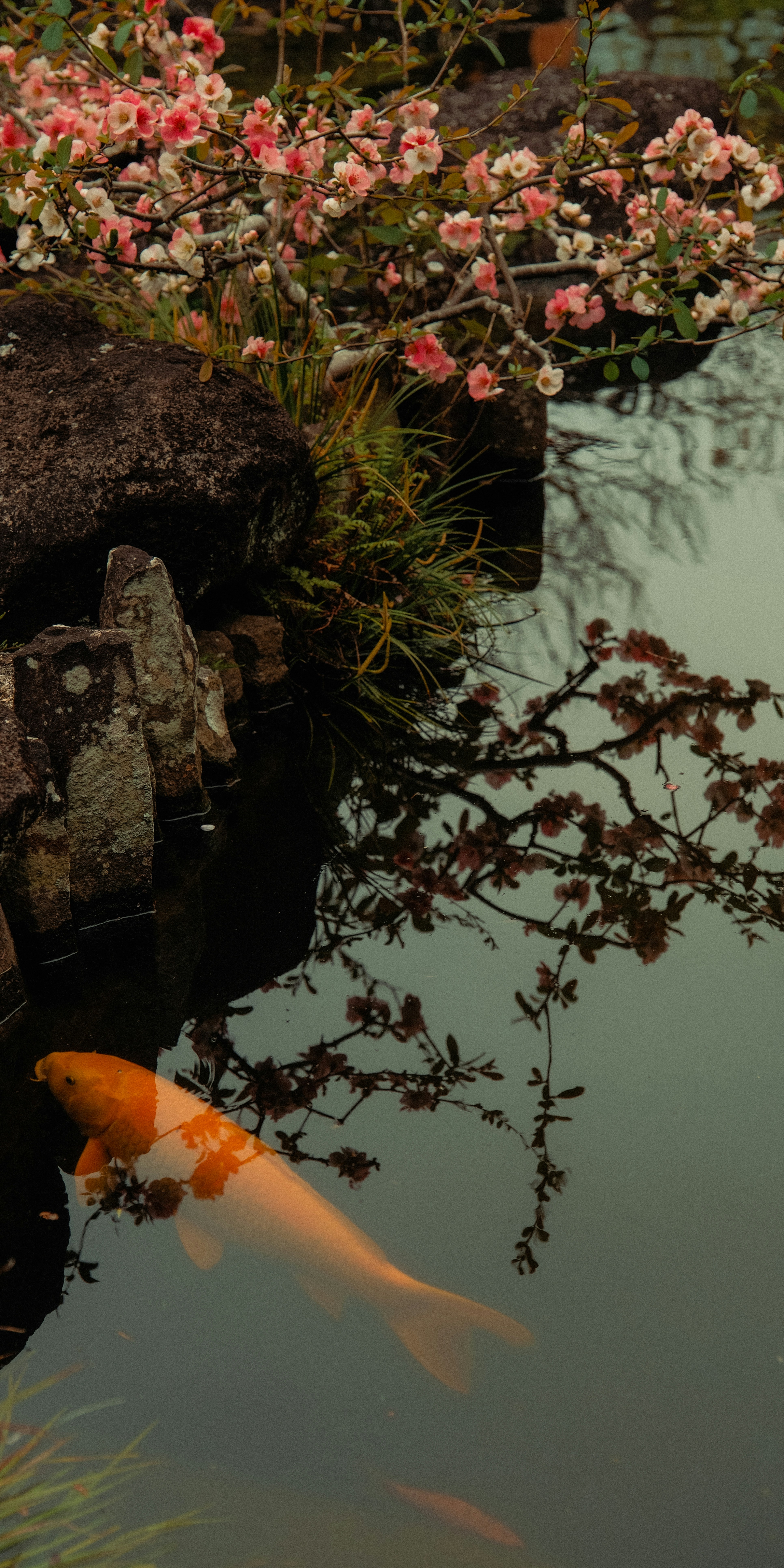 Golden Koi Among Pink Blossoms and Water Reflections