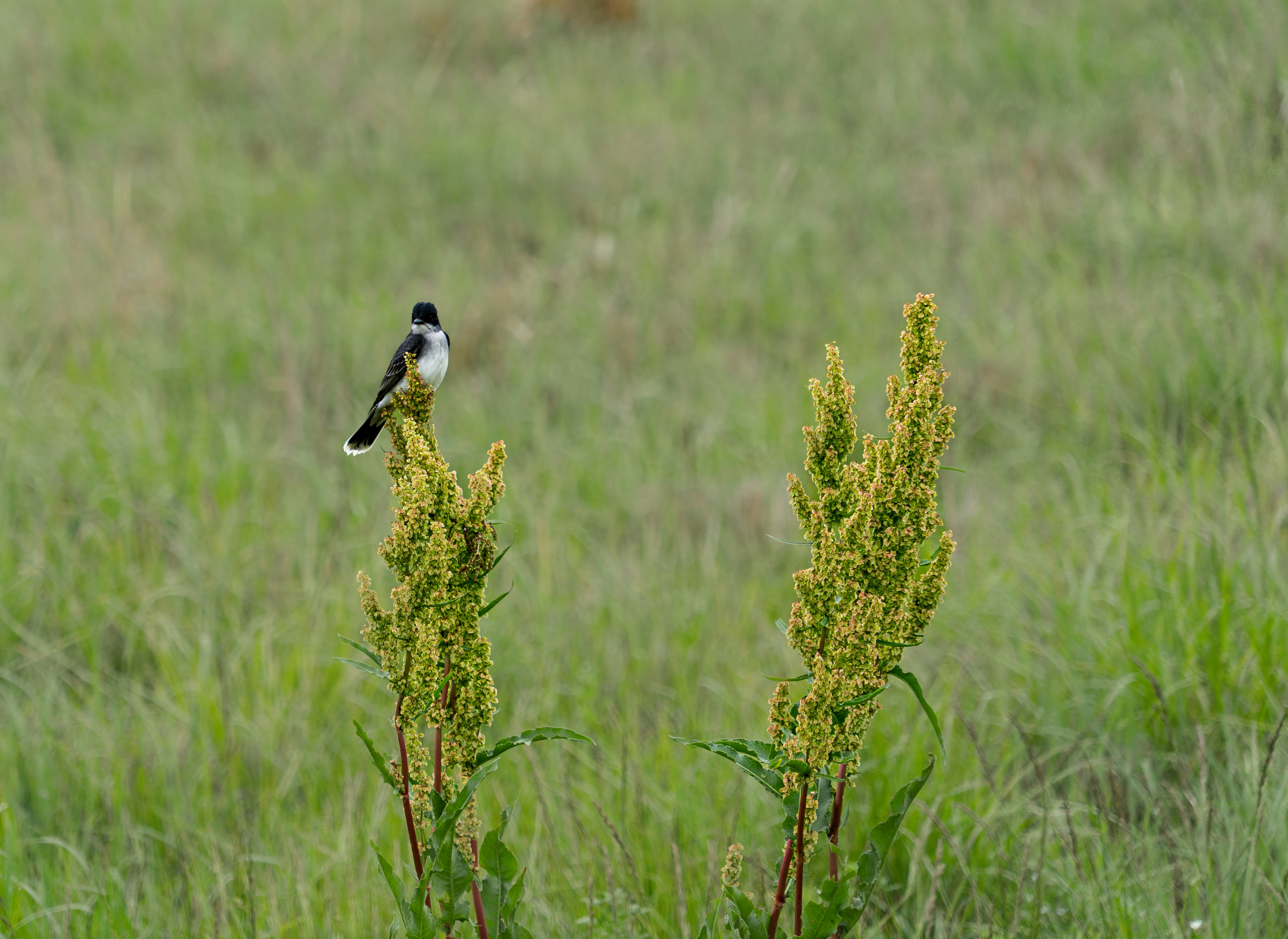 Tiny Singer on a Golden Reed Against a Quiet Meadow