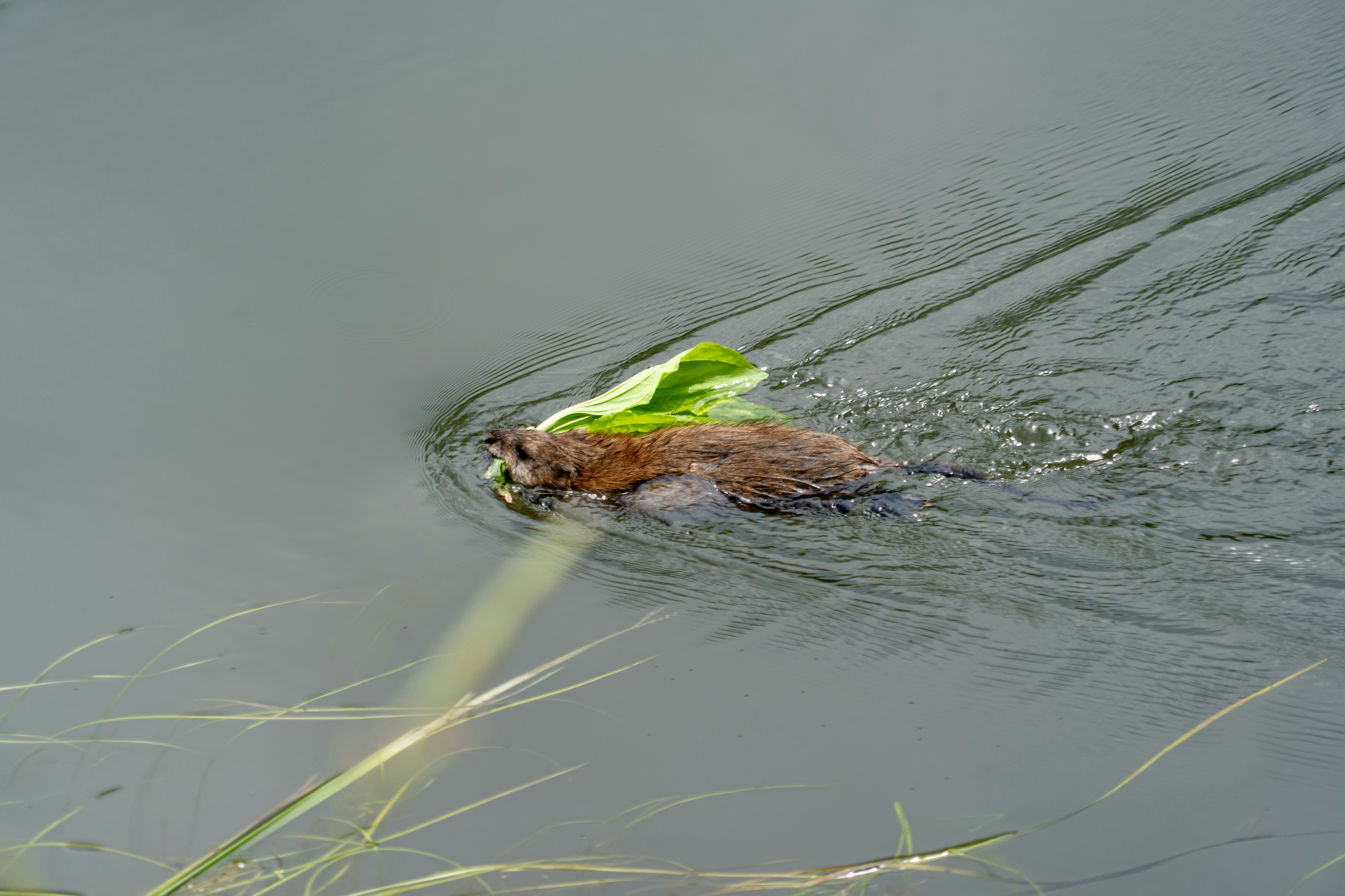 A rat swims through the water with a leaf. photo – Free Mammal Image on ...