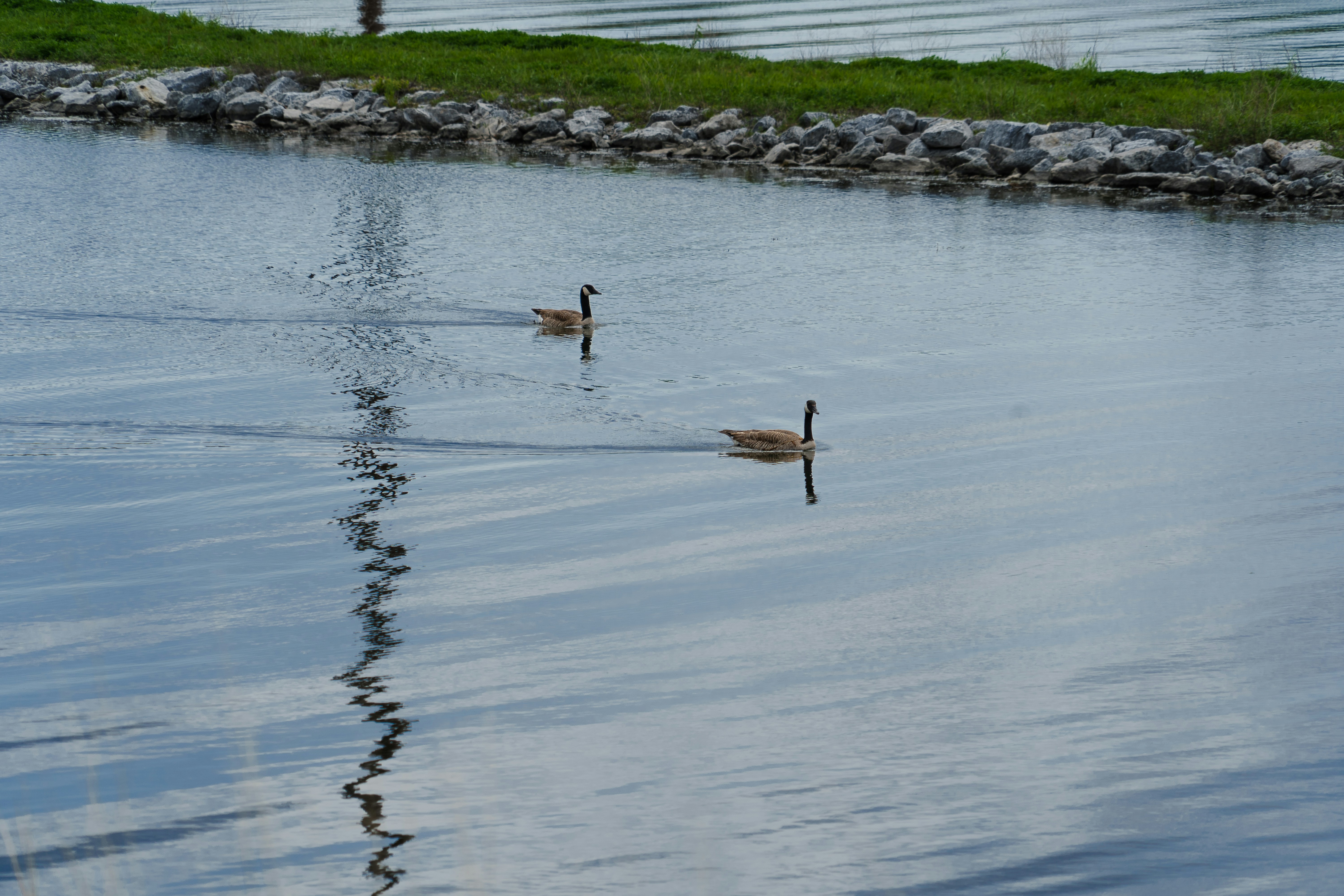 Hushed Glide: Two Ducks Trace Gentle Ripples Across a Glassy Pond