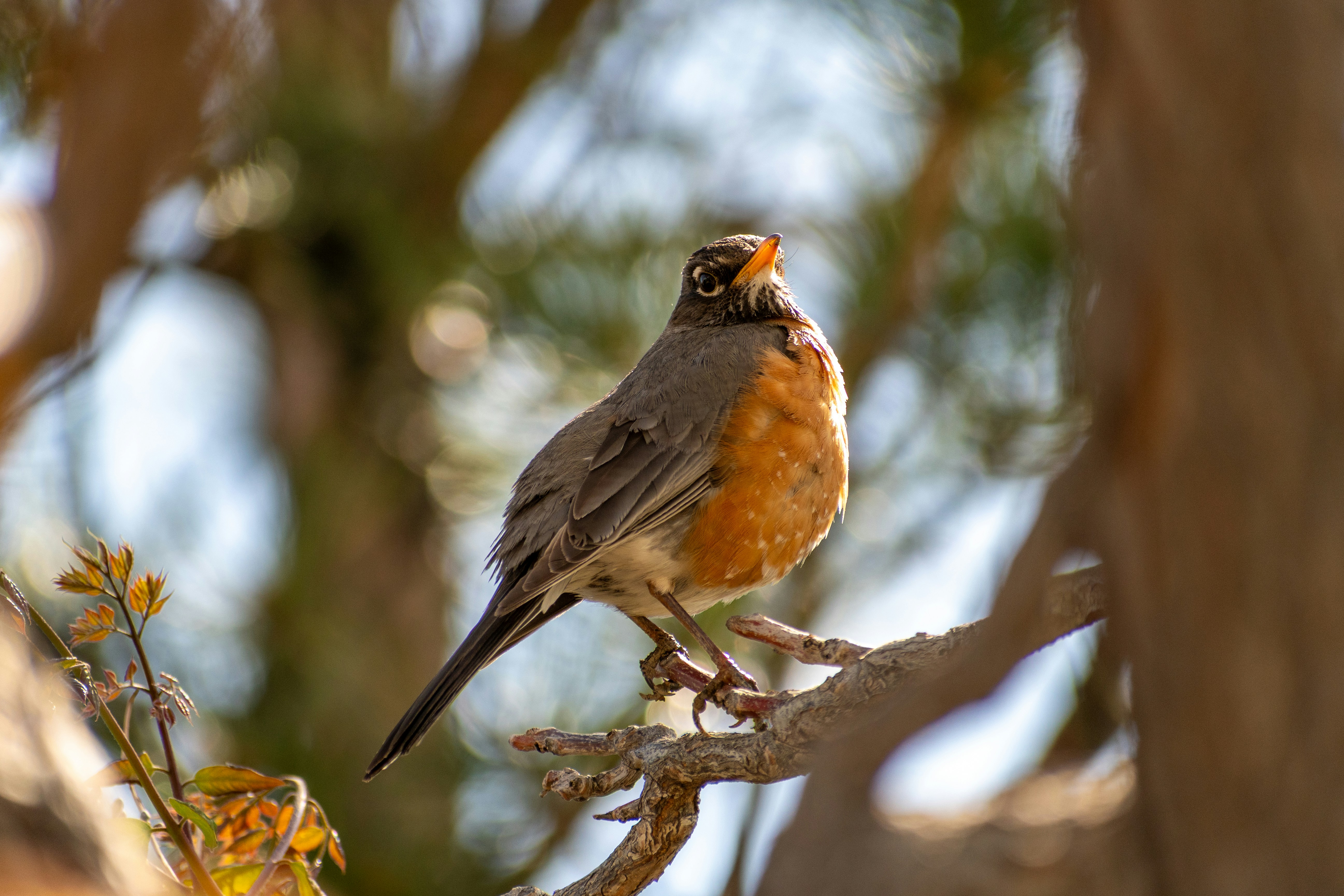 Photo by Imre Tomosvari with Nikon D7500