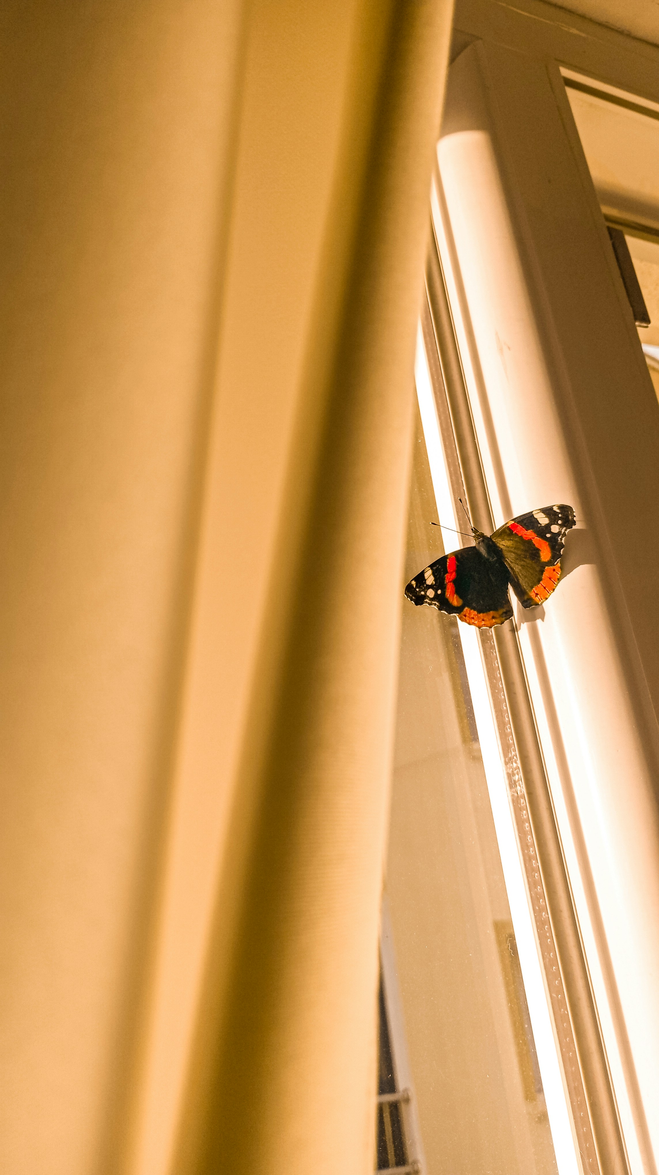 Butterfly on a Sunlit Window Edge