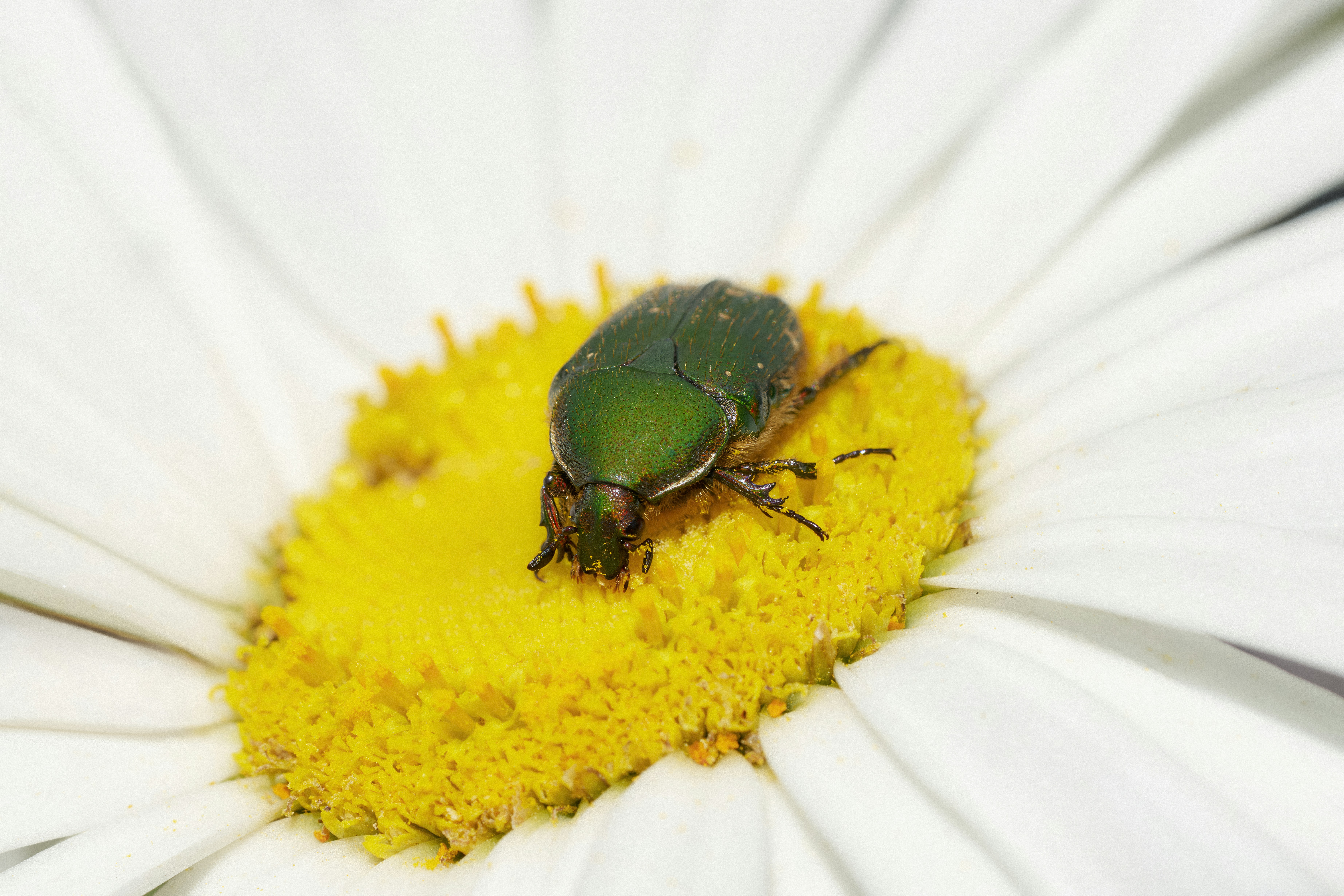 Emerald Scarab on the Daisy's Sunlit Heart