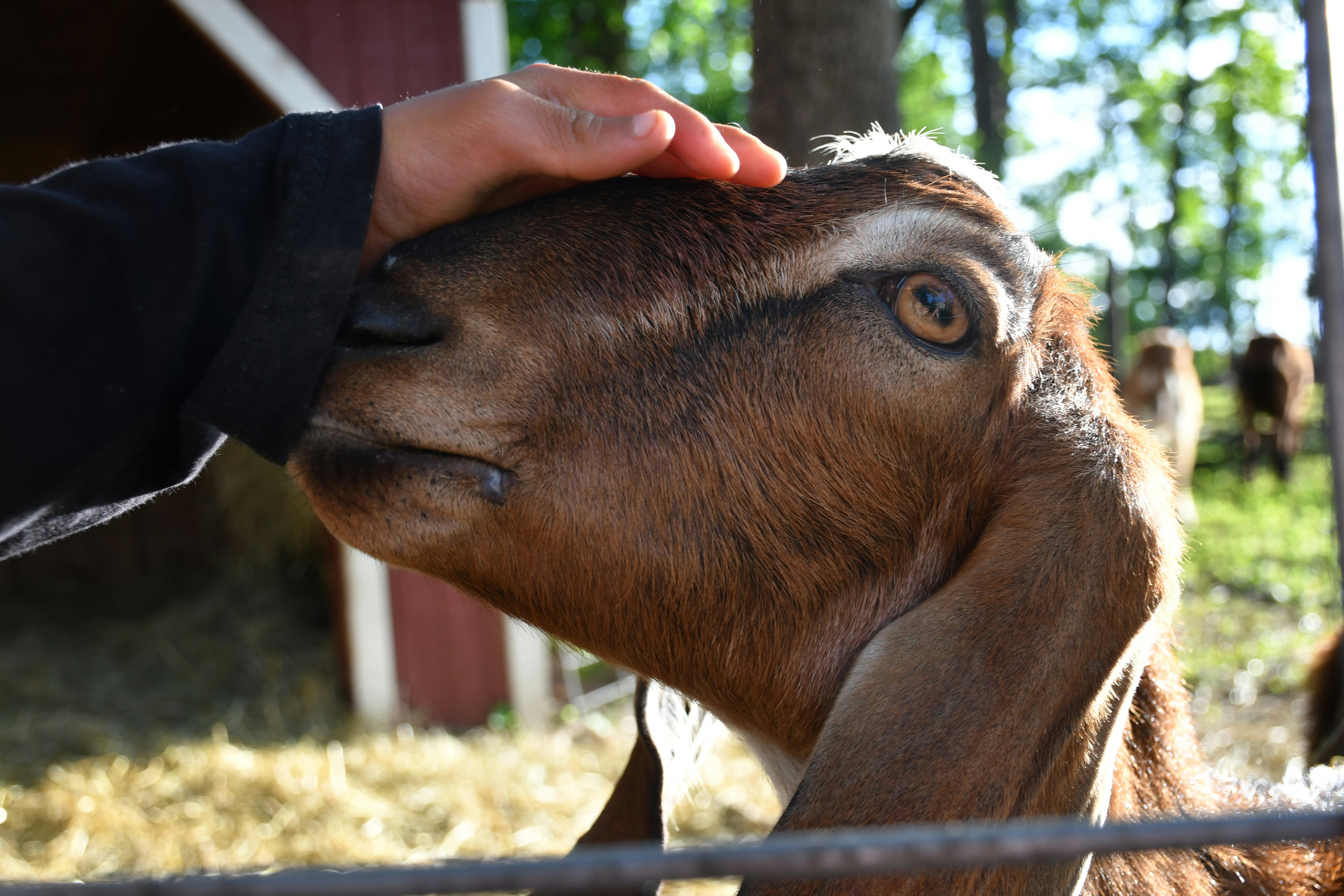 Gentle Palms on a Curious Brown Head