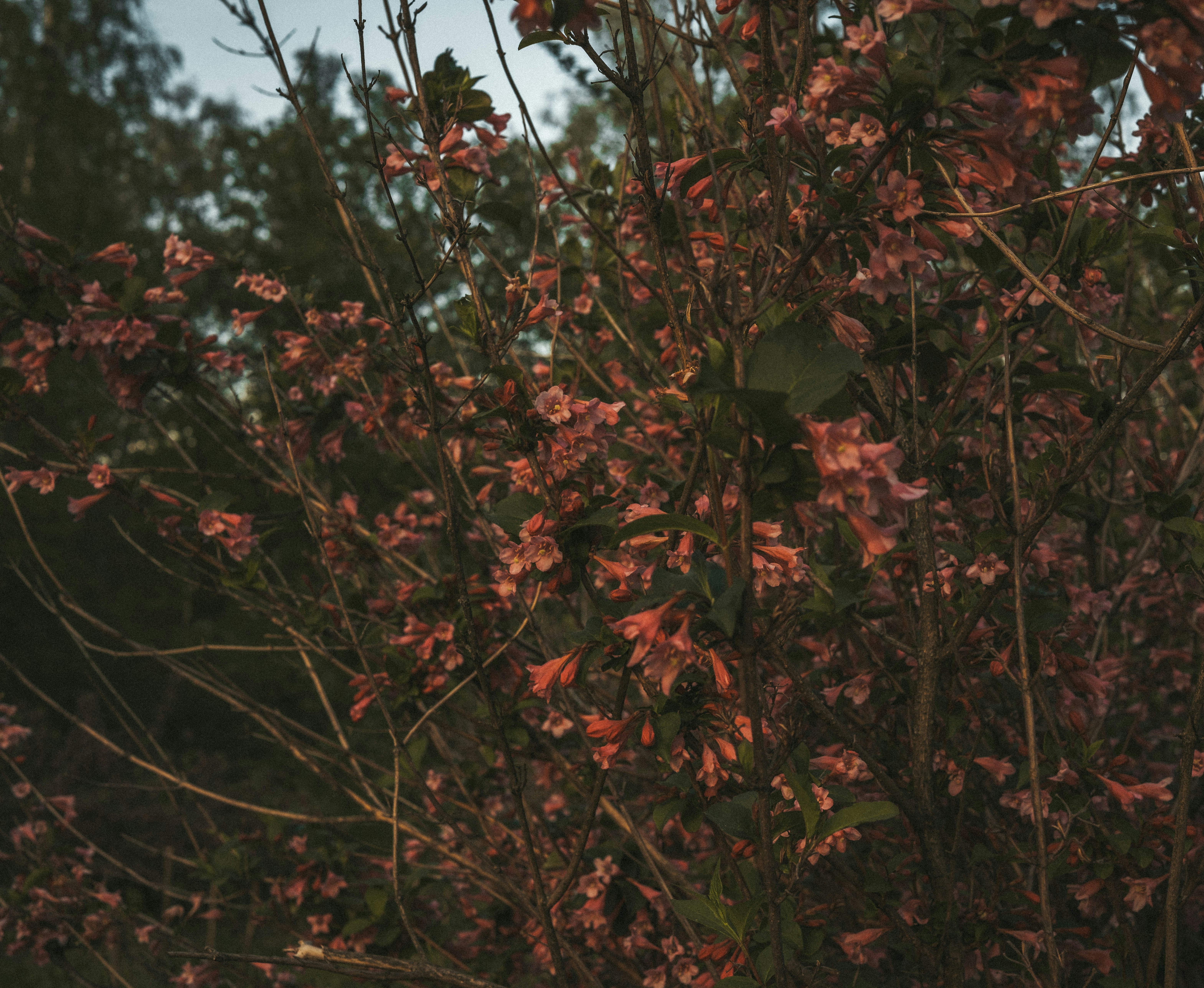 Whispers of Early Bloom in Dusk's Embrace
