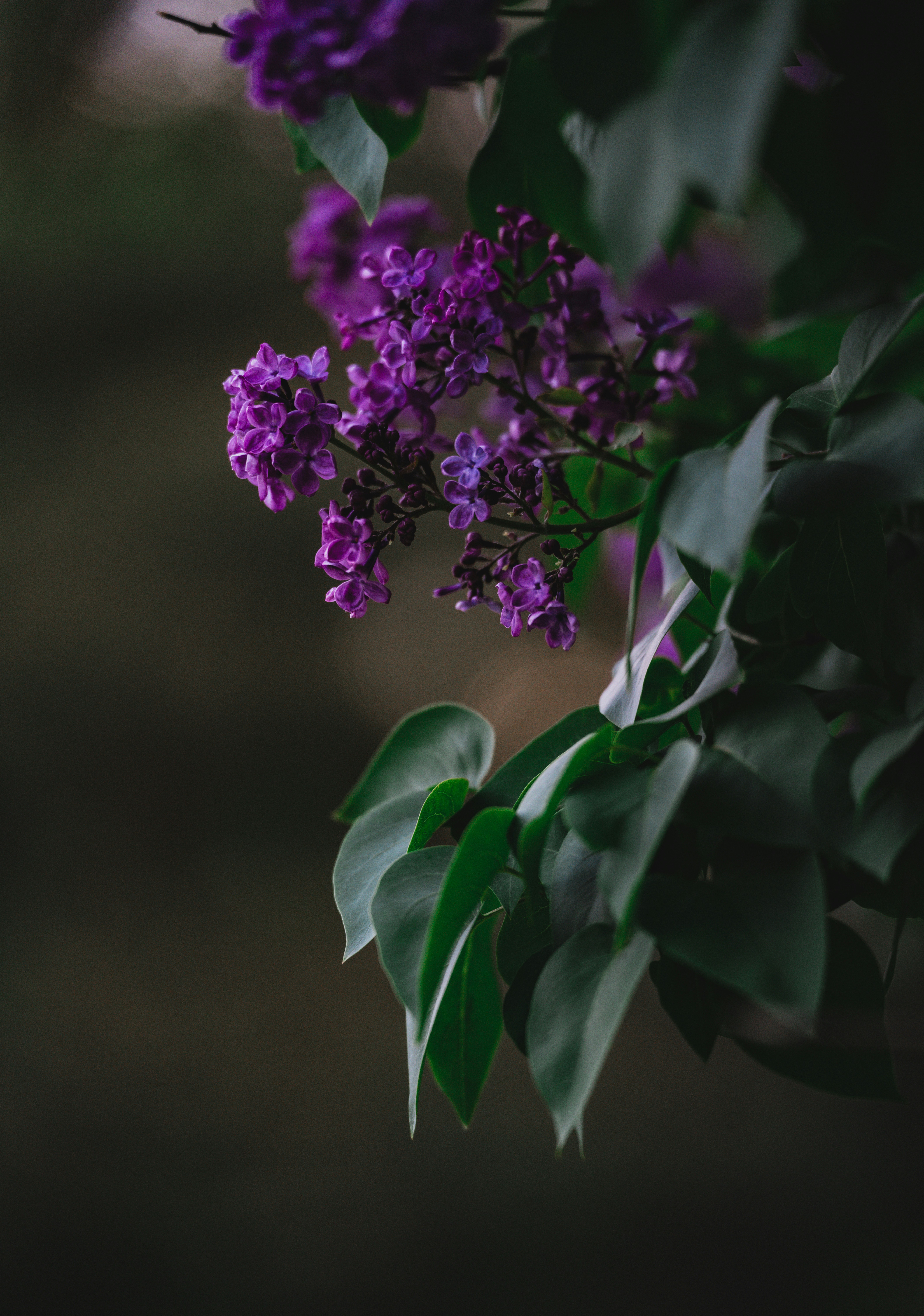 Midnight Lilac Cluster in a Shadowed Garden