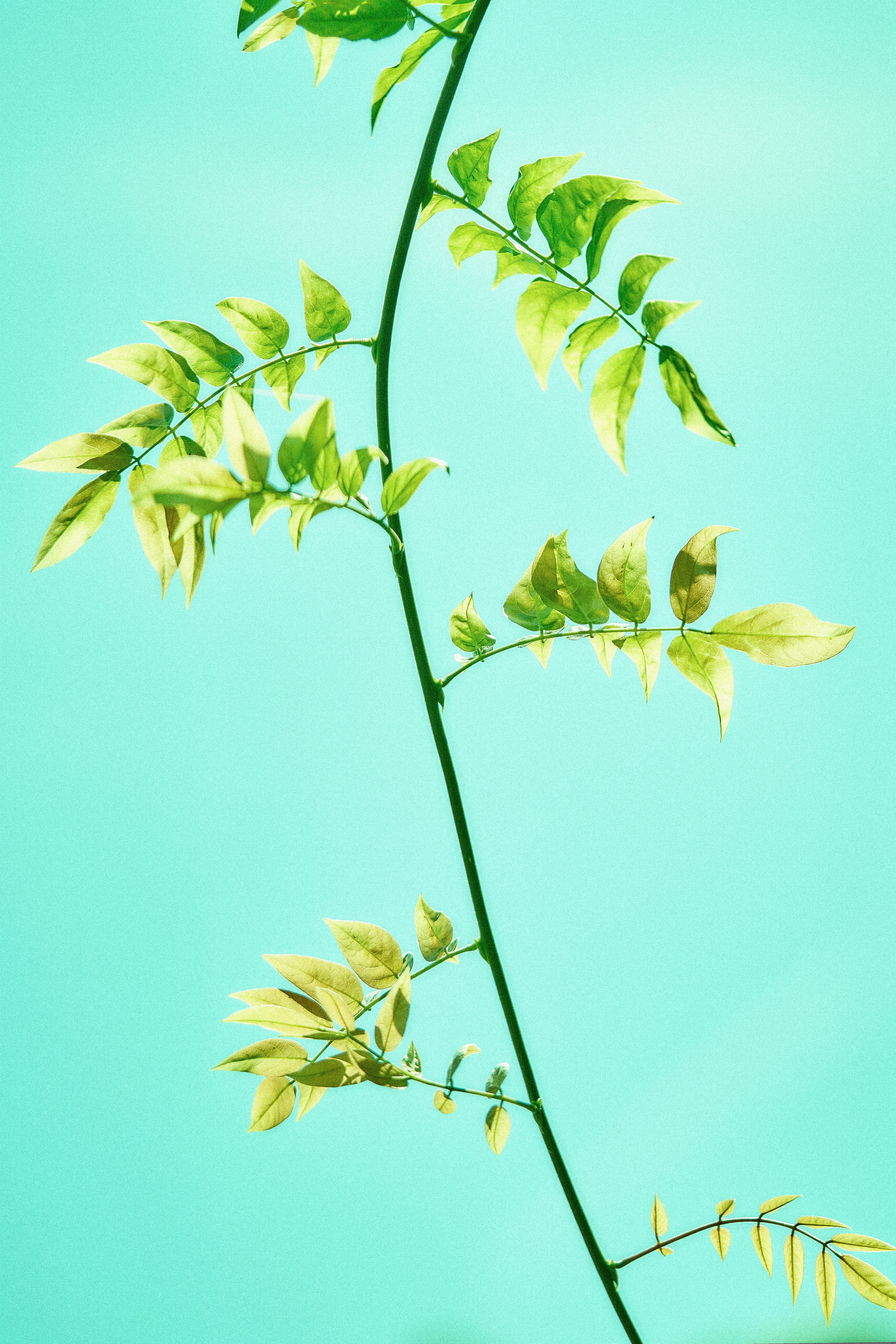 Delicate green leaves gracefully arching against a soft turquoise background.