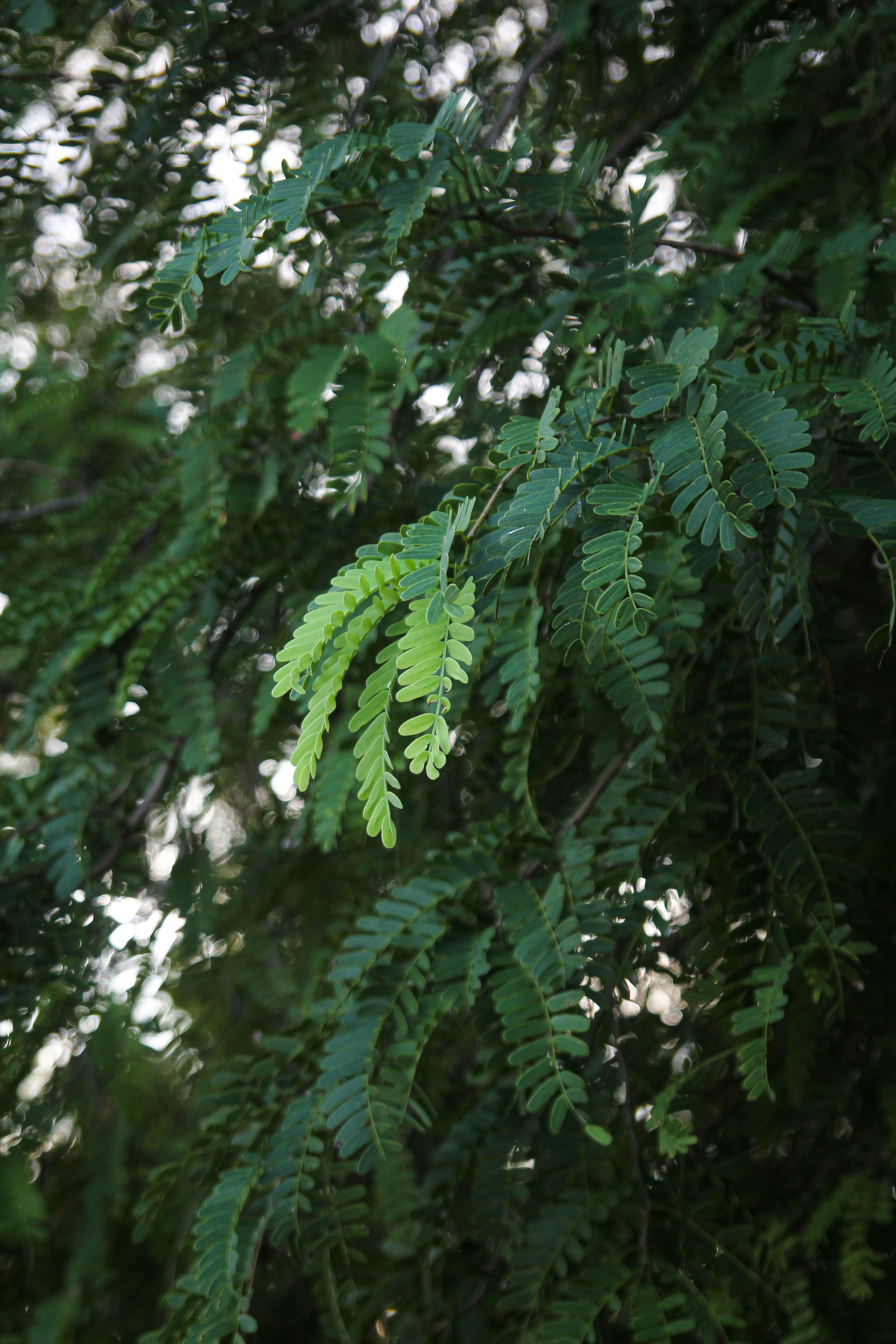 Lush green leaves of a plant.