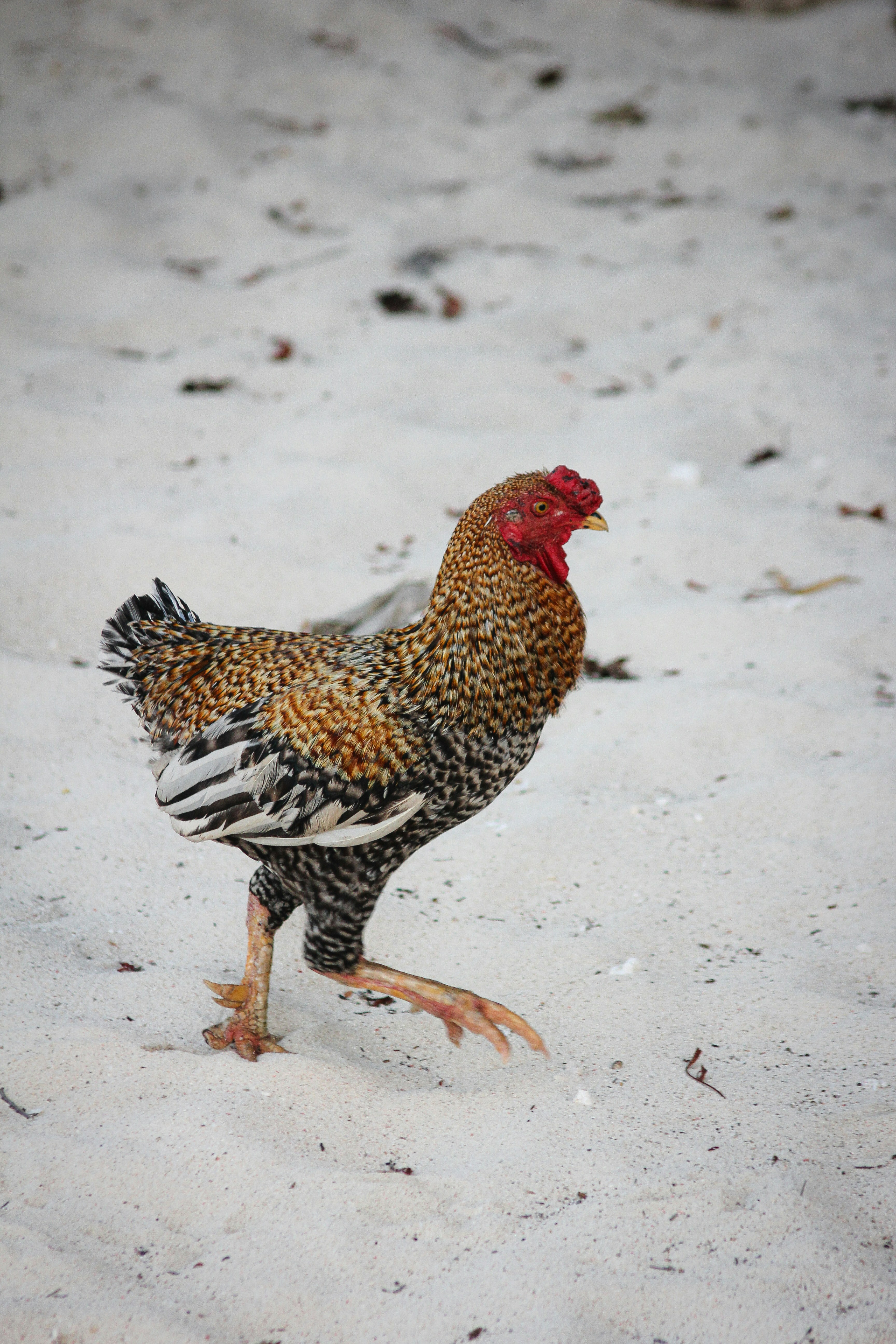 Photo by Didi Paul with Canon EOS 60D