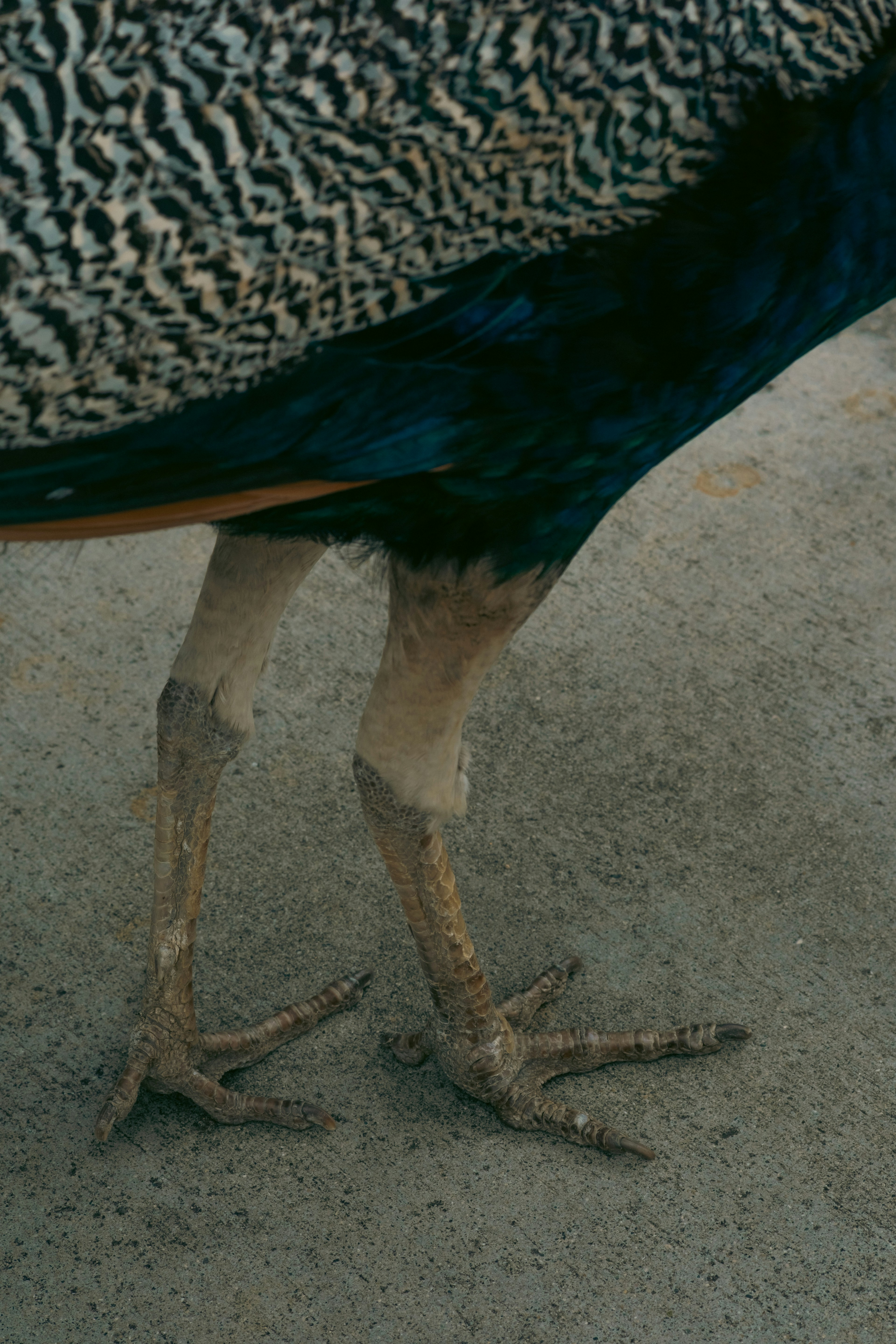 Peacock legs and feathers are shown in the image.