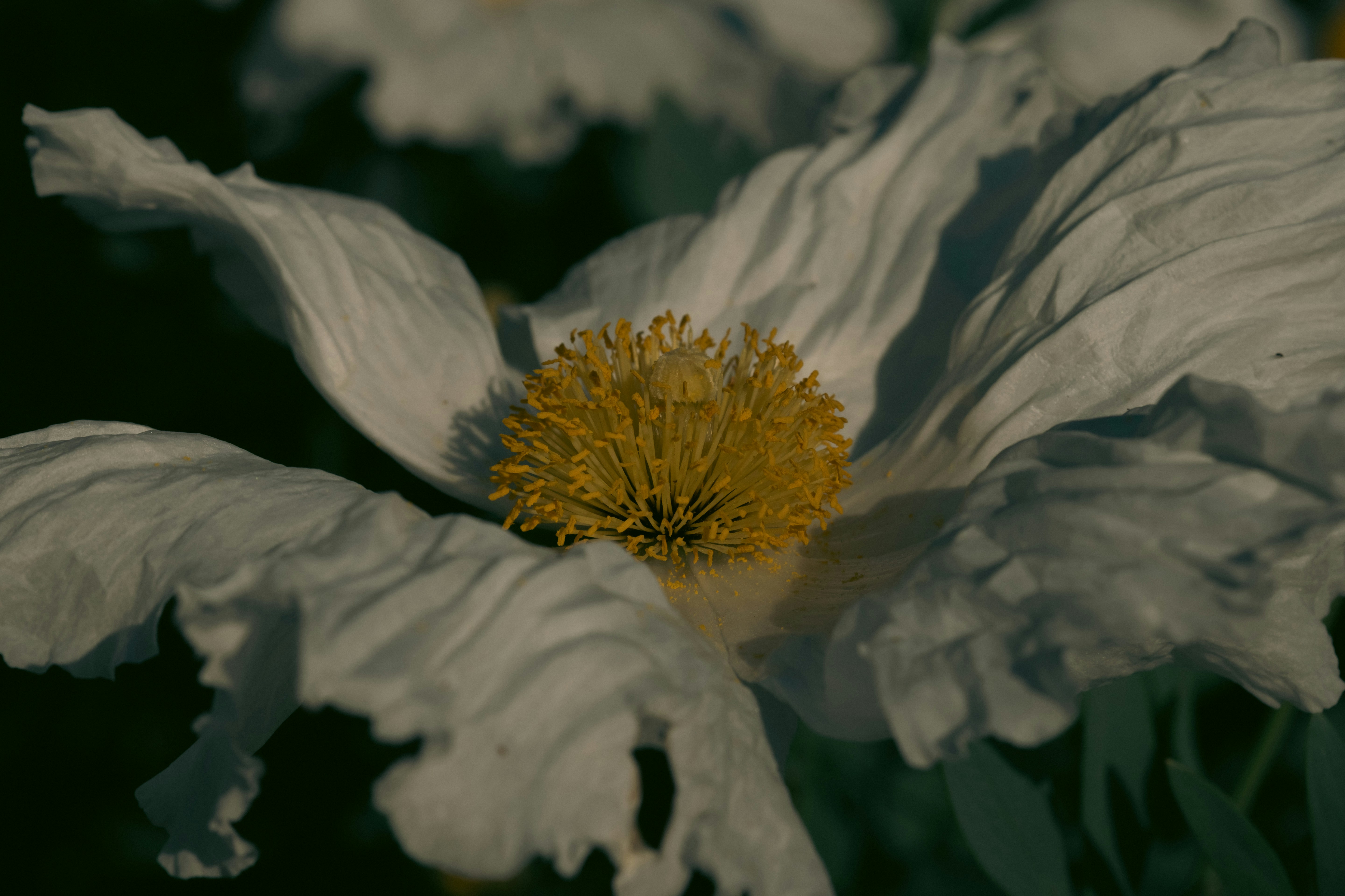 Golden Heart in a White Poppy