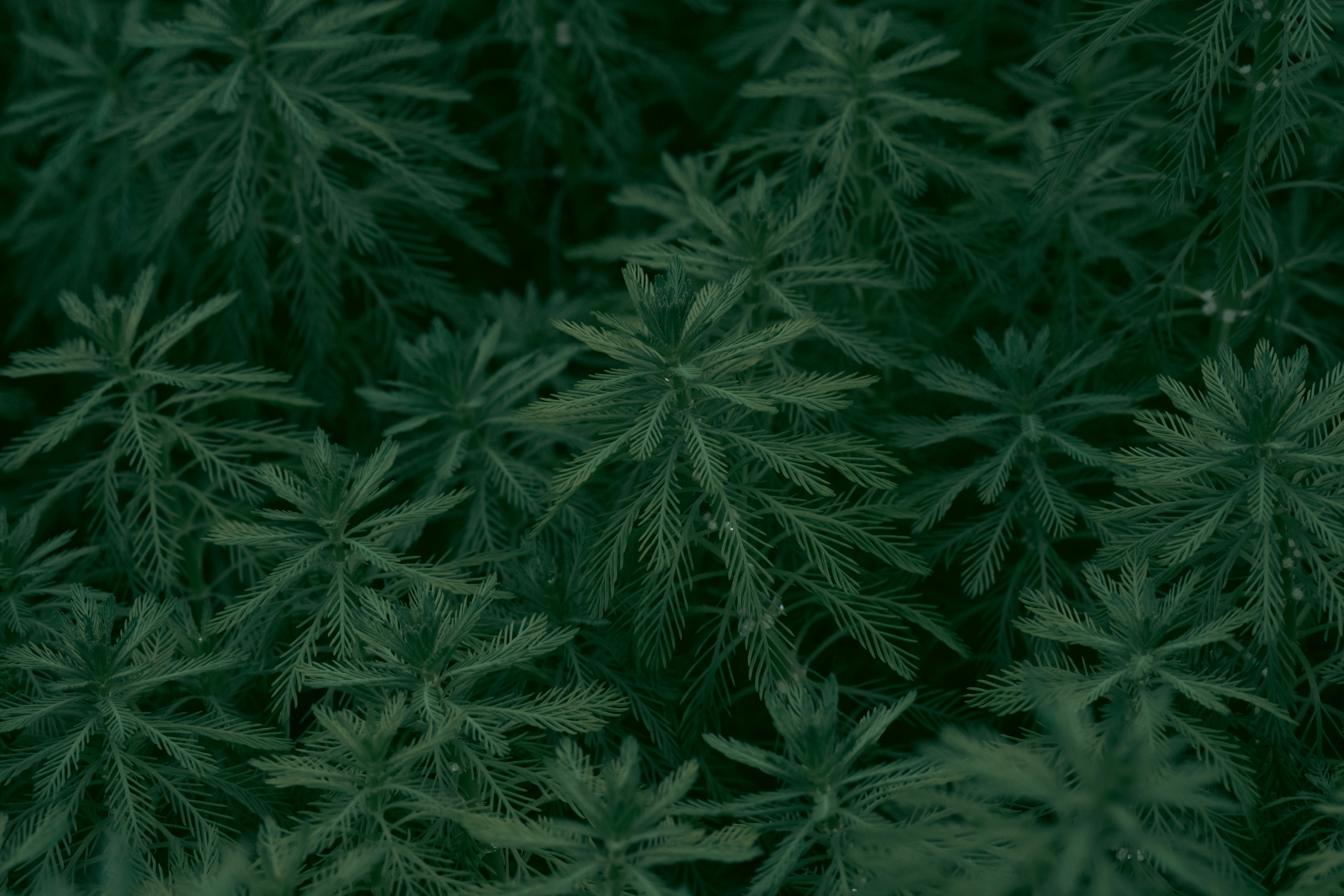 Verdant Veinwork: A Close-Up of Dense Foliage