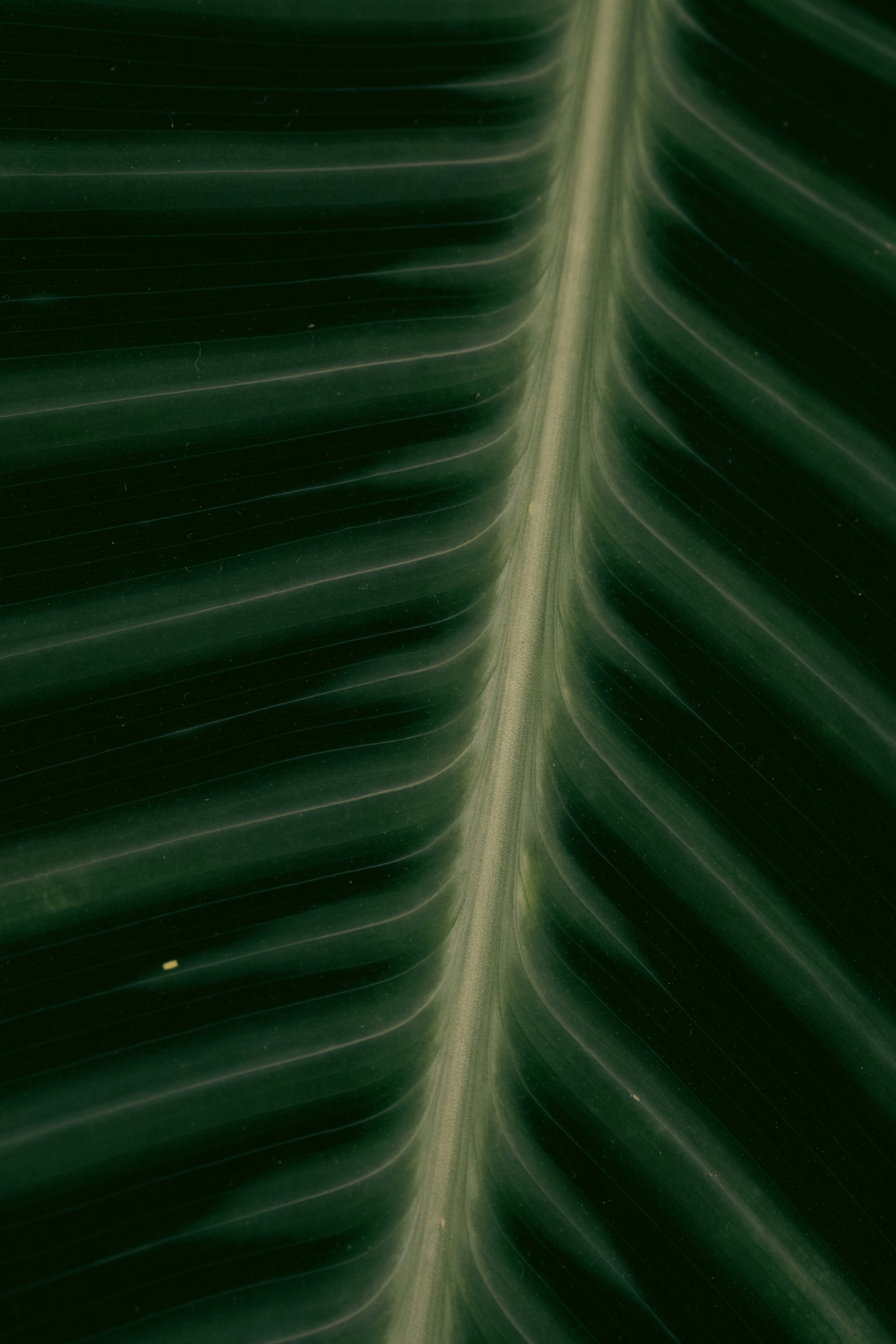 Vein Geometry: A Macro Study of a Leaf's Central Ridge