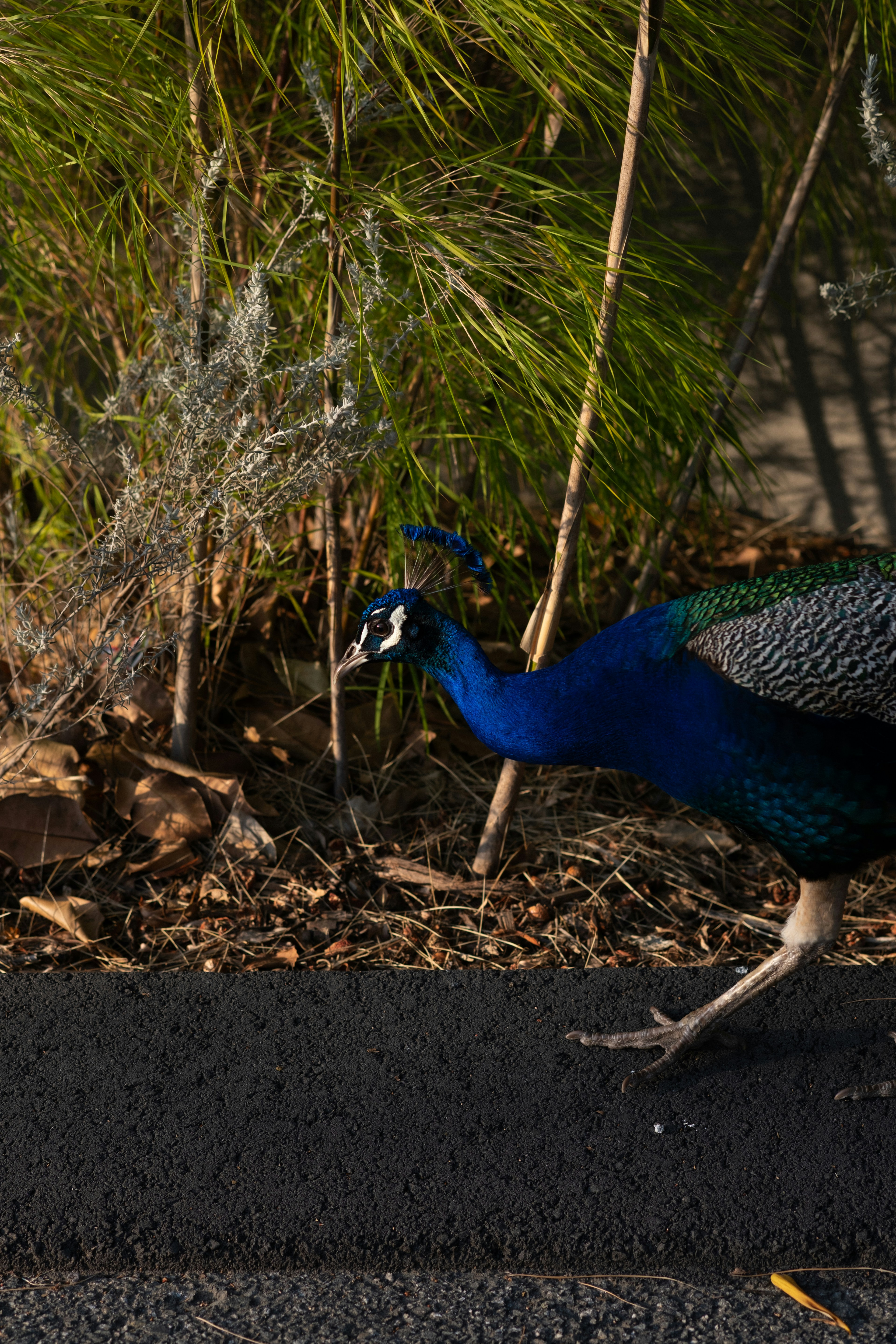 Photo by Kaiya Inouye with Fujifilm X-T50