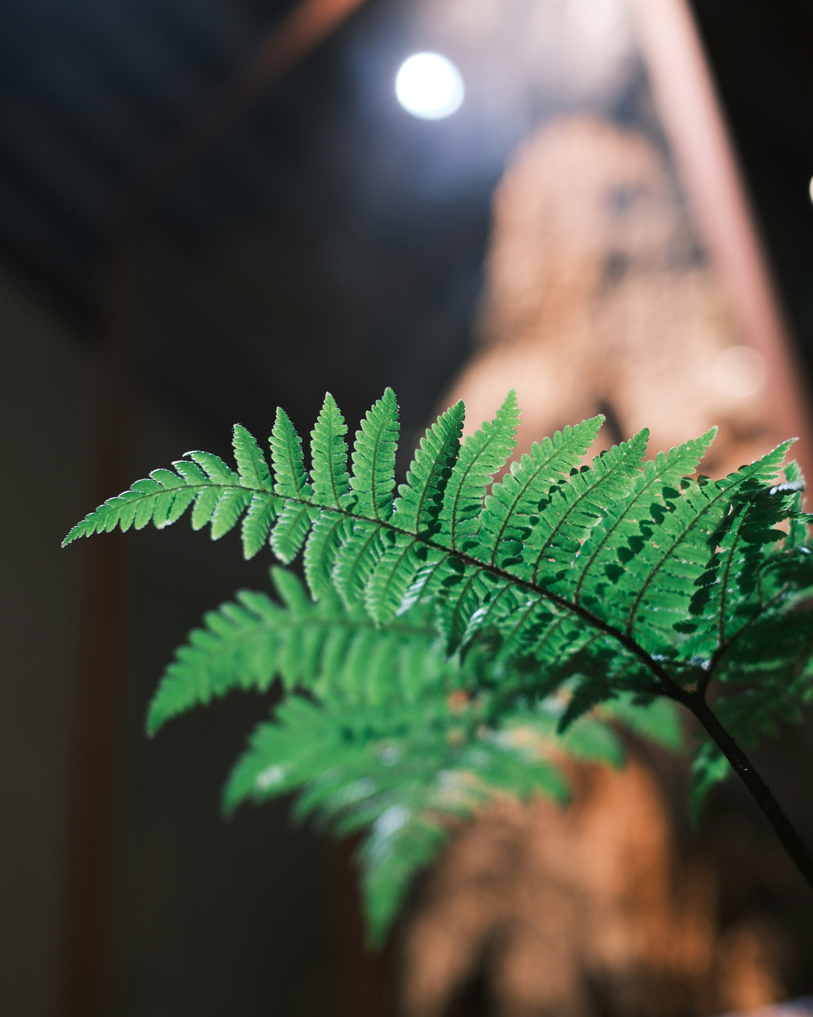 Lok Yin Lai (@lailokyin) | Comunidade de fotos da Unsplash