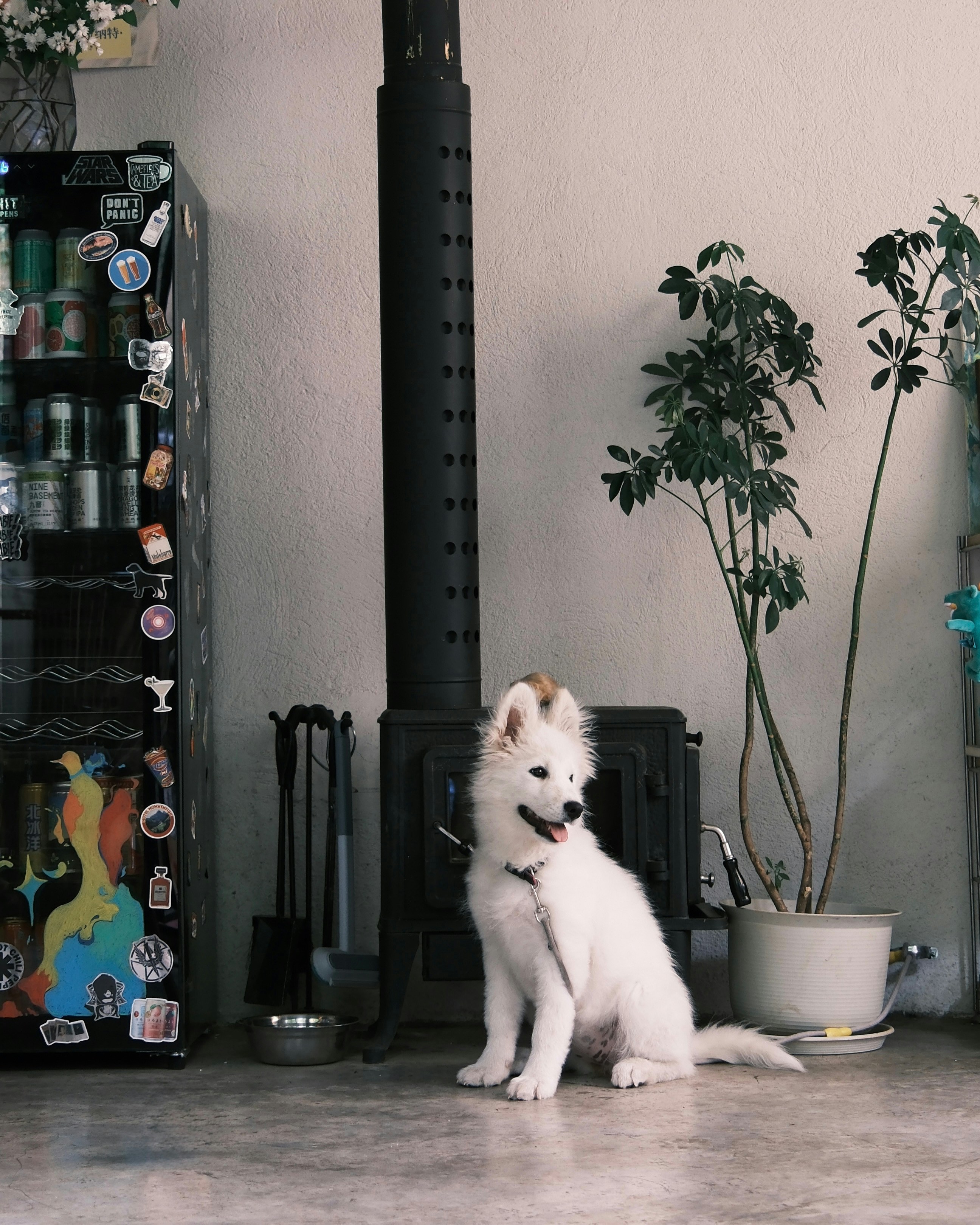 Hearthside Harmony: A White Samoyed Beside a Tall Stove Amid Stickered Shelves and Greenery