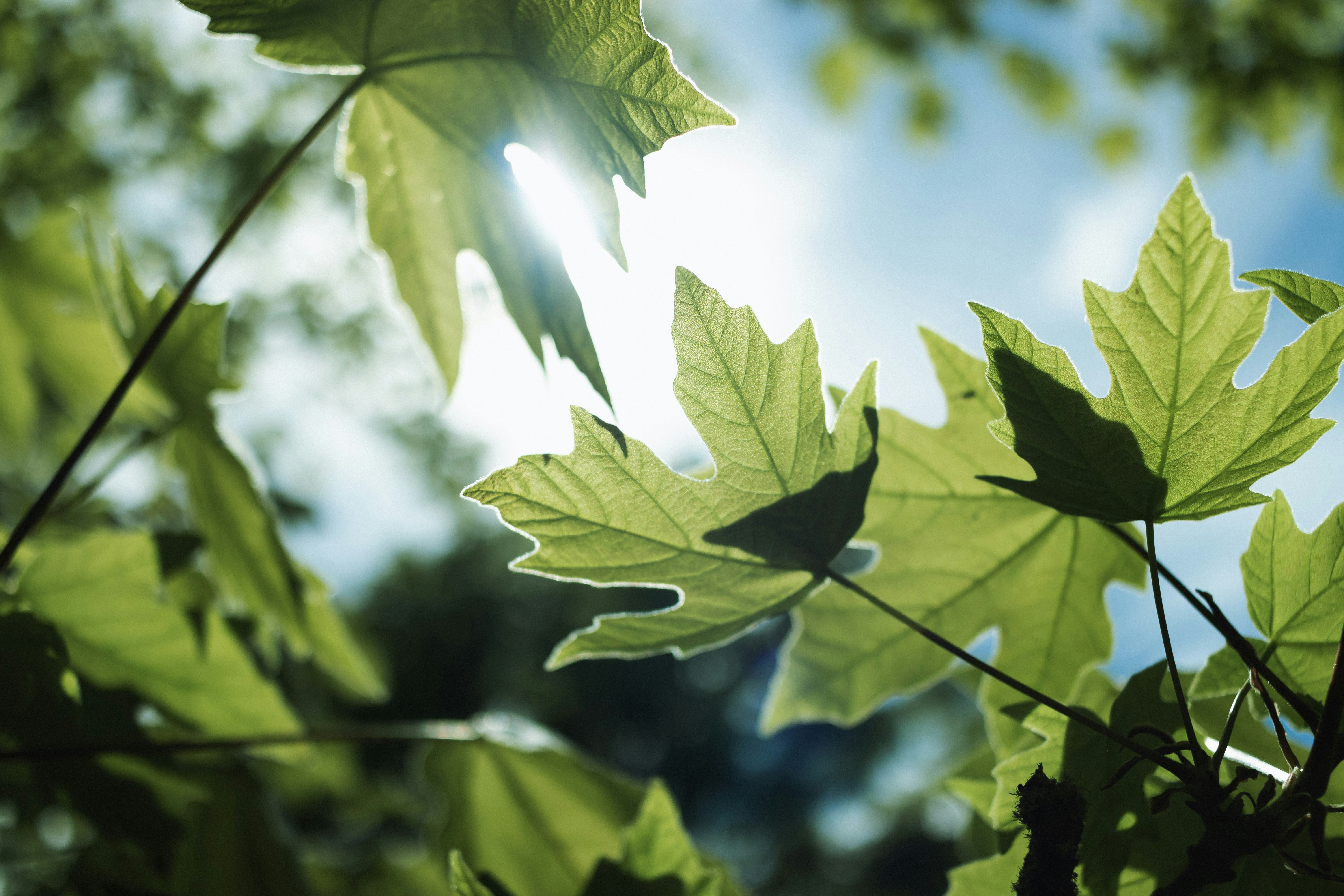 Aedrian Salazar (@aedrian) | Unsplash Photo Community