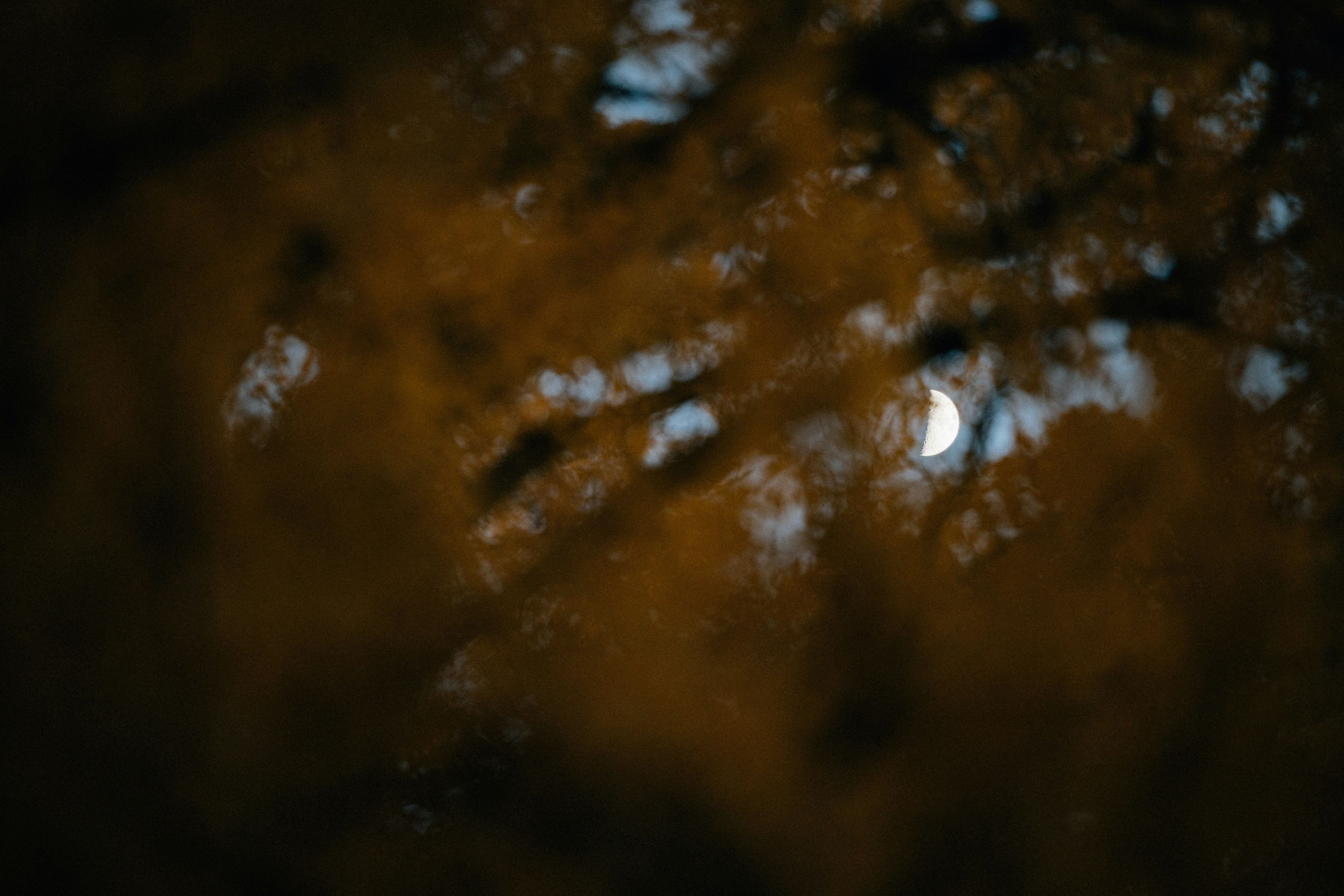 La luna brillando a través de las ramas de un árbol. foto – Imagen de Japón gratuita en Unsplash