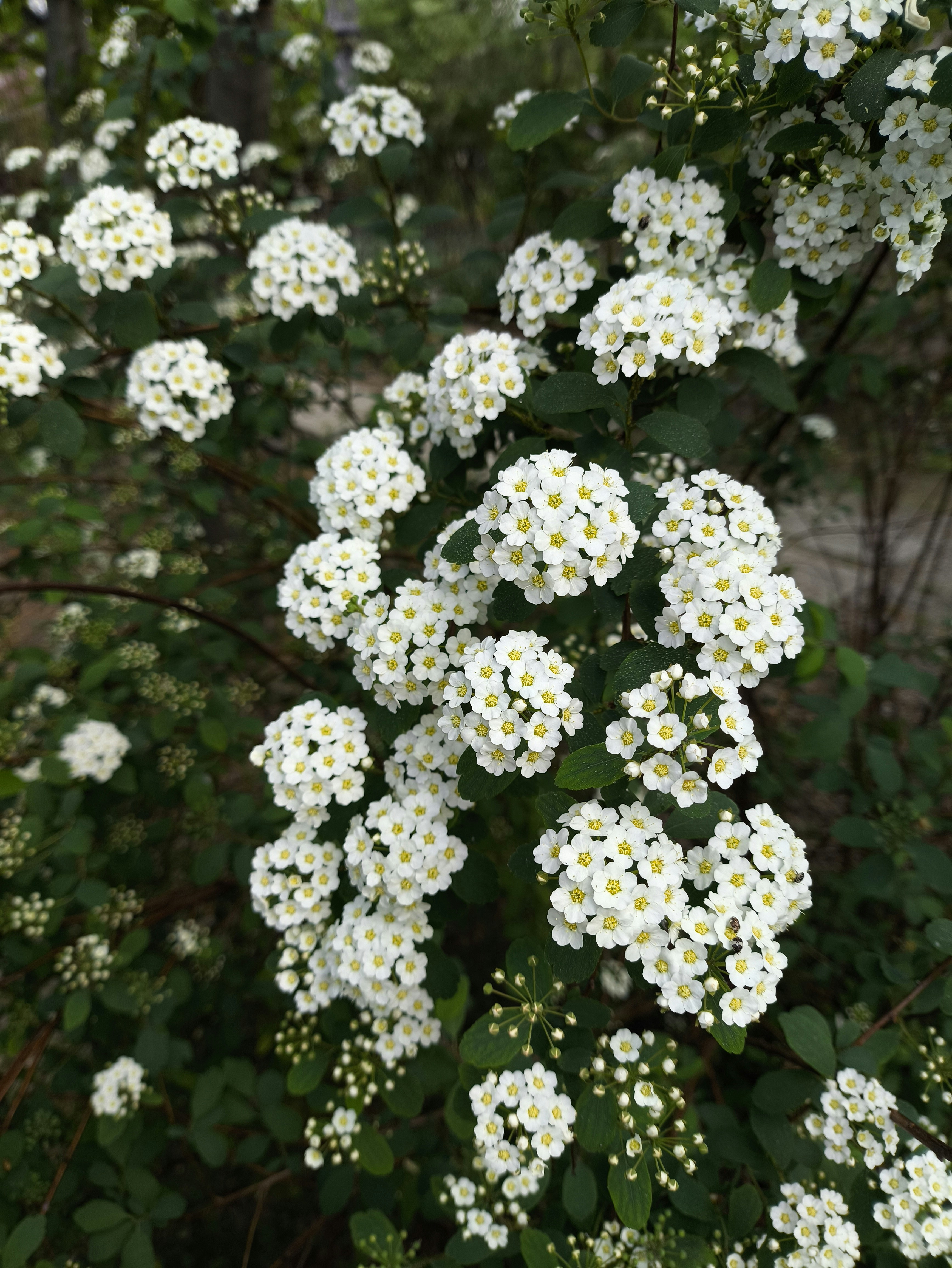 Clusters of small white flowers with yellow centers adorning lush green foliage in a serene outdoor setting.