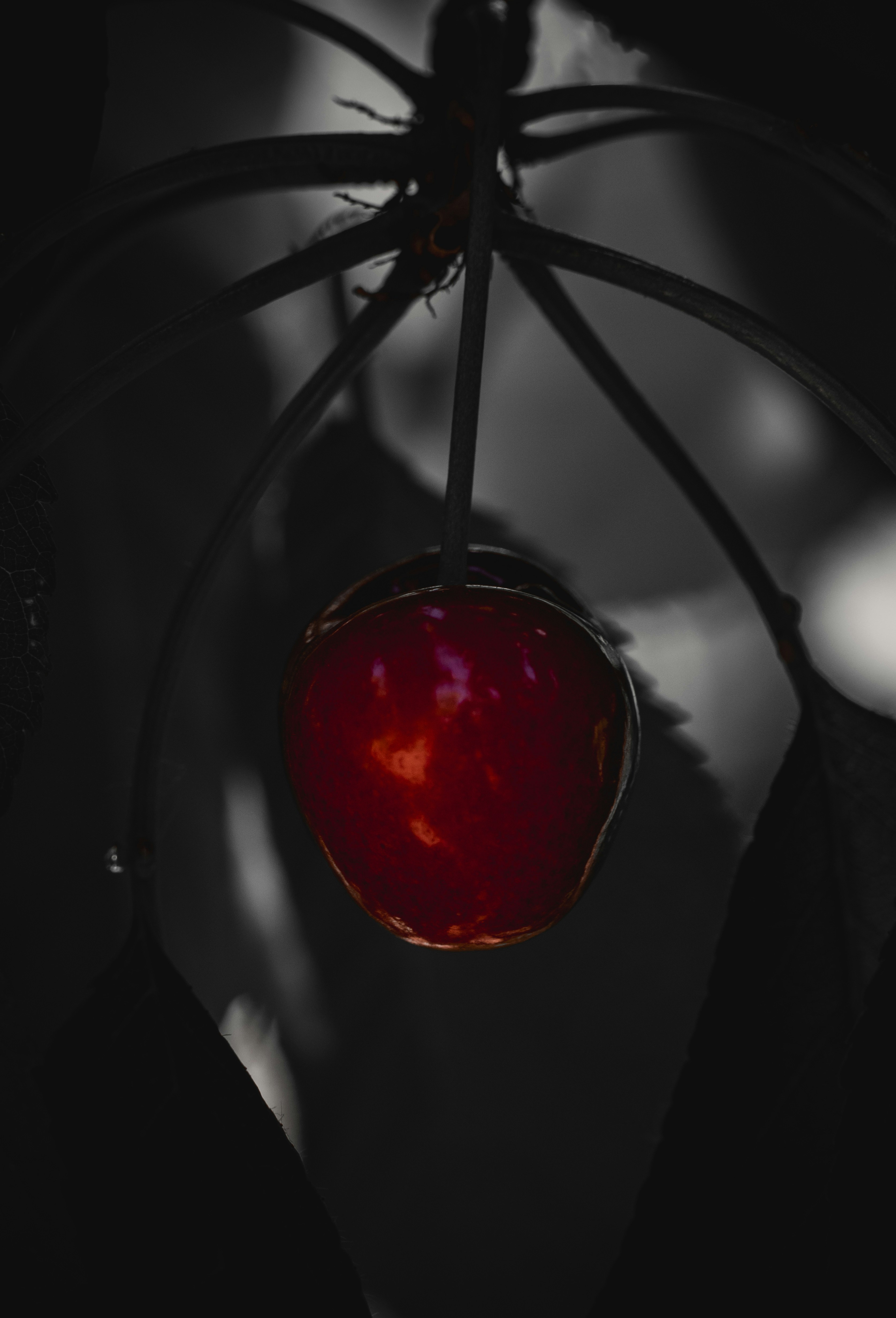The Isolated Gem: A Cherry's Quiet Elegance