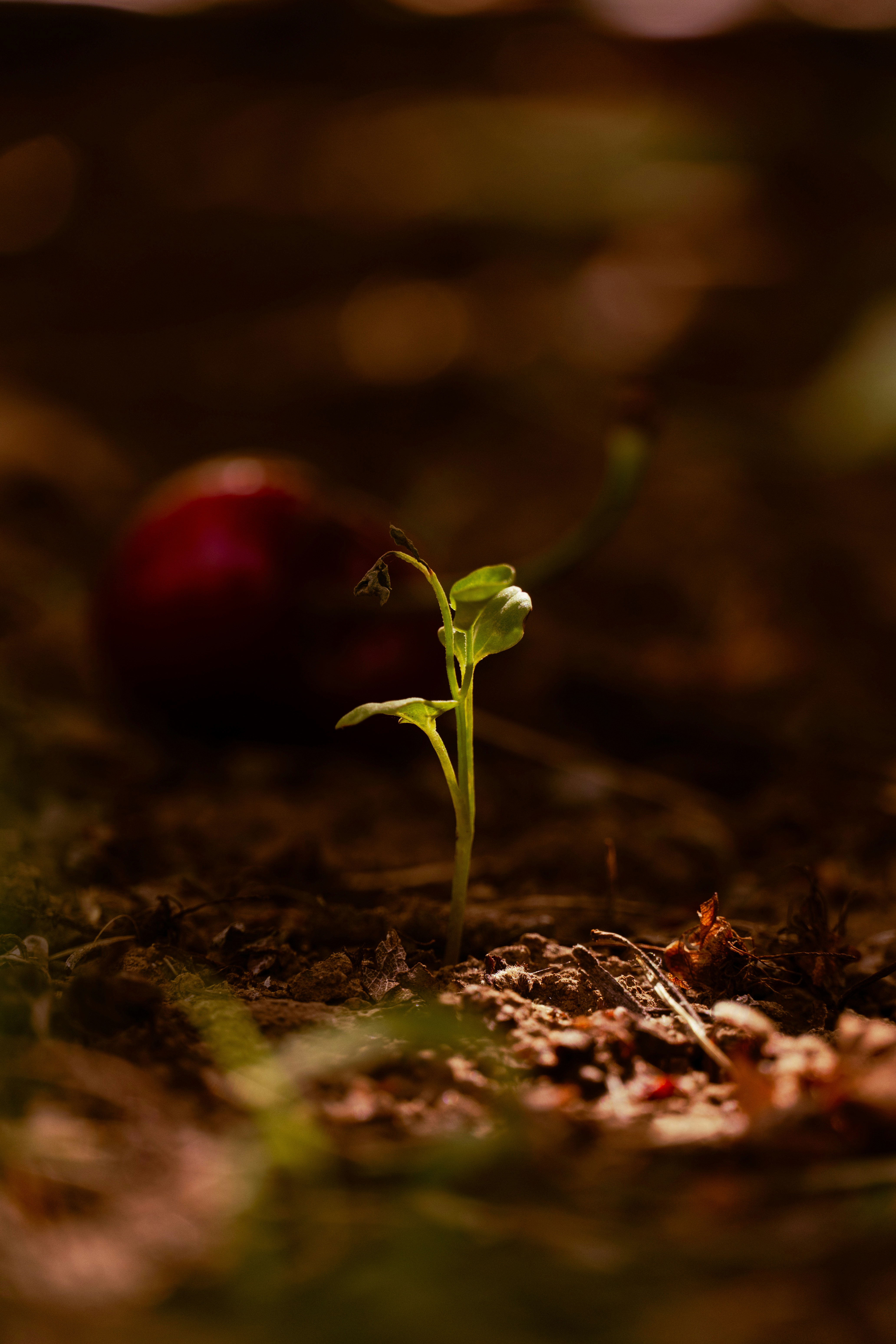 Emergence of Life Amidst Decay