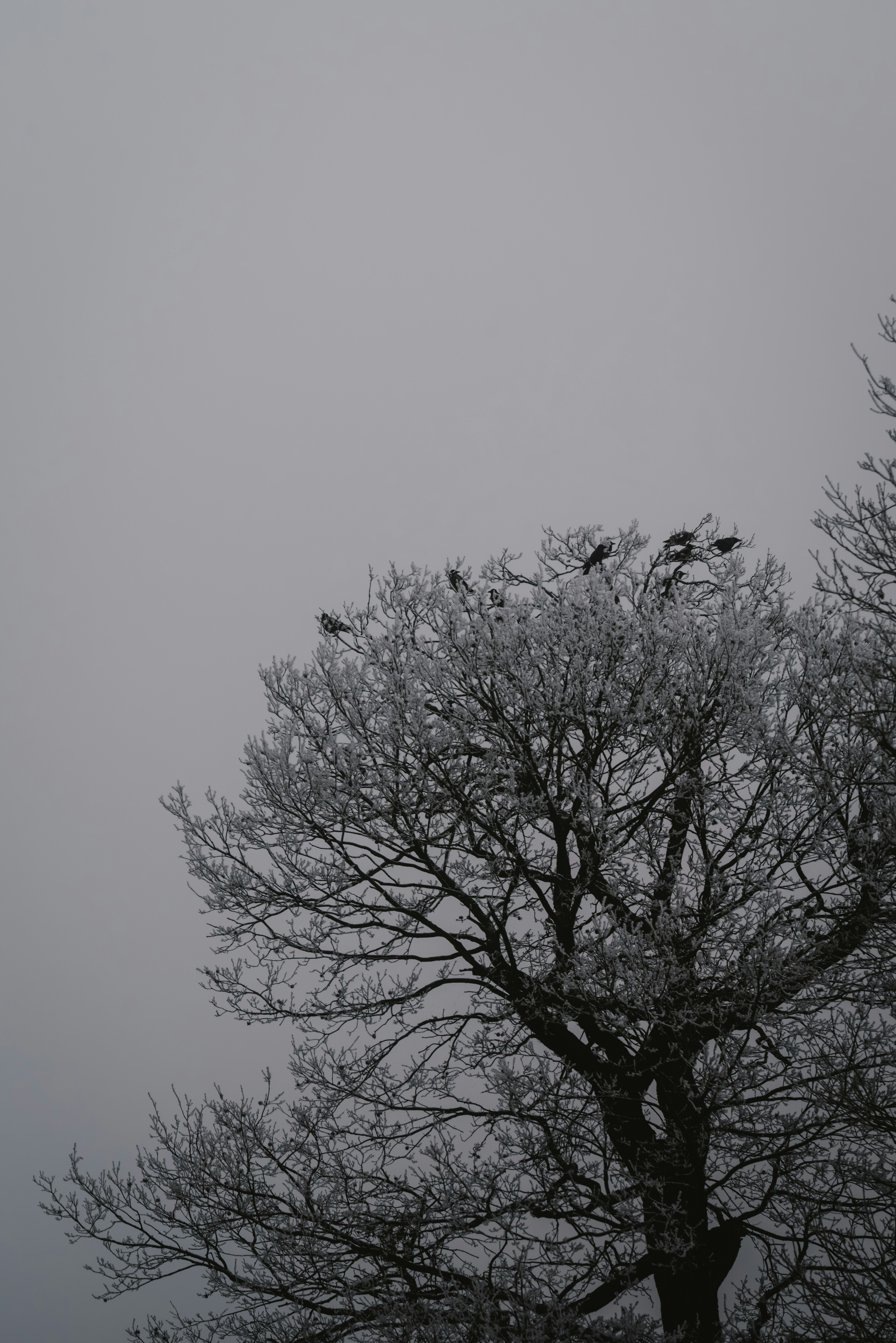 Frost-covered tree branches silhouetted against a gray sky, evoking a sense of winter's tranquility.