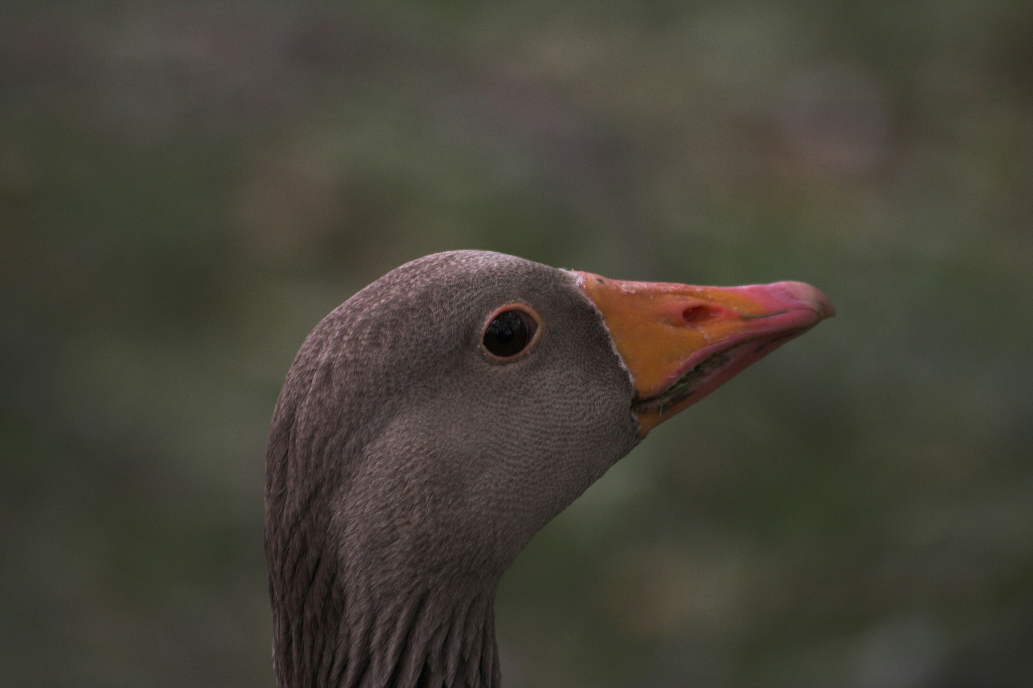 Photo by Alessandro Cipriani with Canon EOS 350D