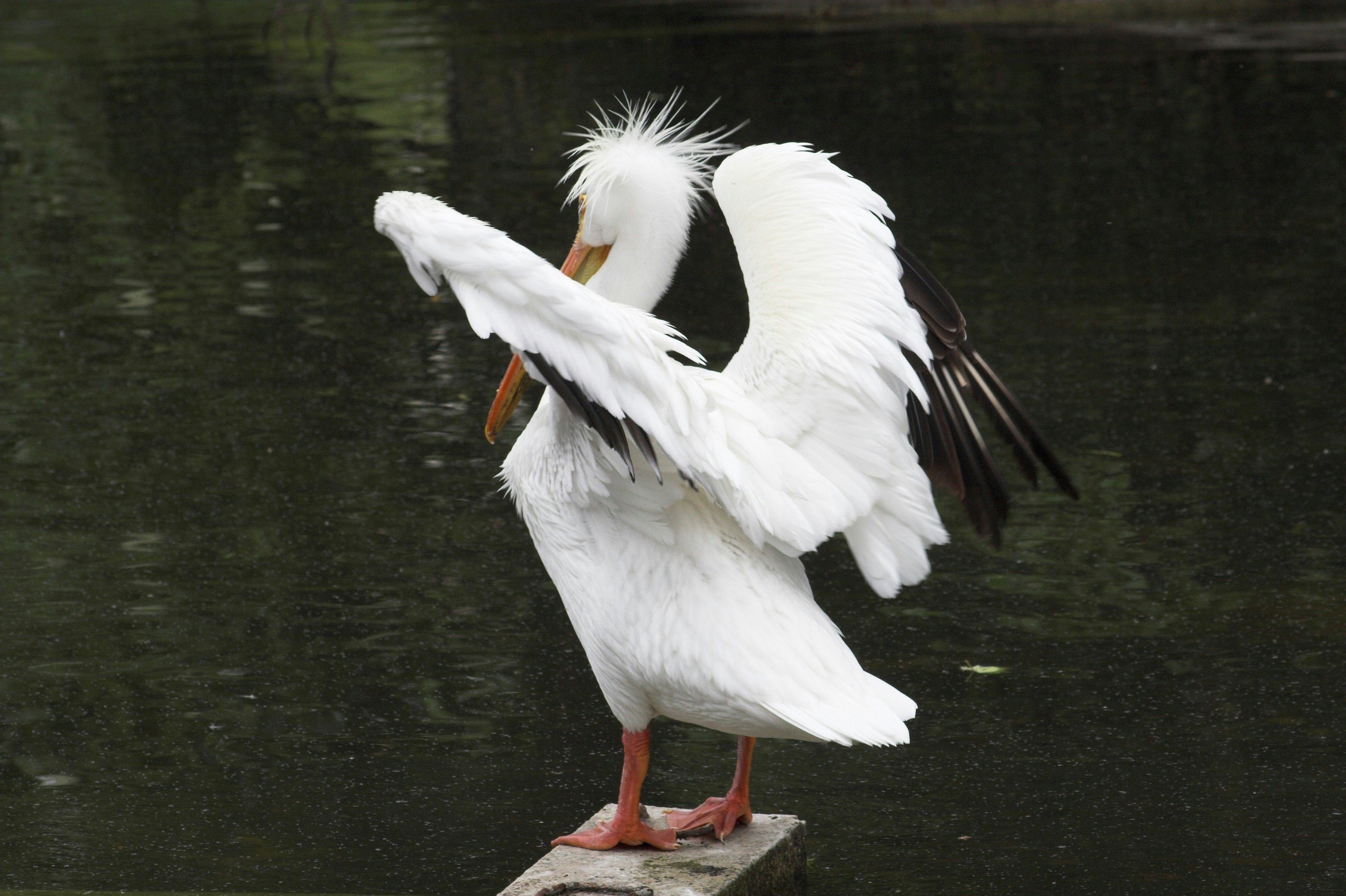 A pelican spreads its wings near the water.