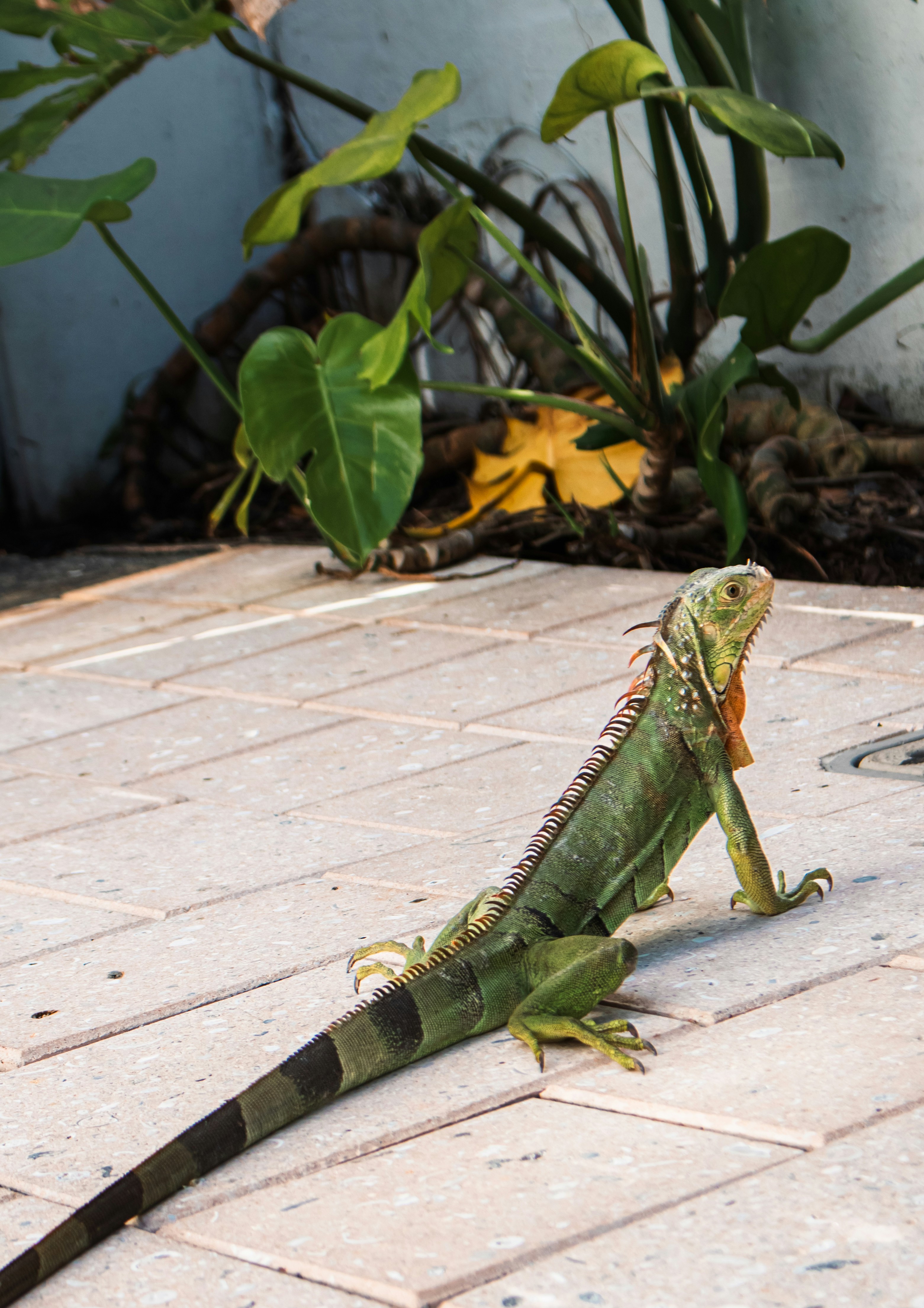 A green iguana basking on the patio of a hotel in Miami, Florida. Native to Central and South America but now common across South Florida, green iguanas thrive in the region’s tropical climate. Often found near water or sunlit surfaces, they are known for their spiny crests and long tails. In Miami, these reptiles are a familiar sight in urban gardens, parks, and hotel courtyards.