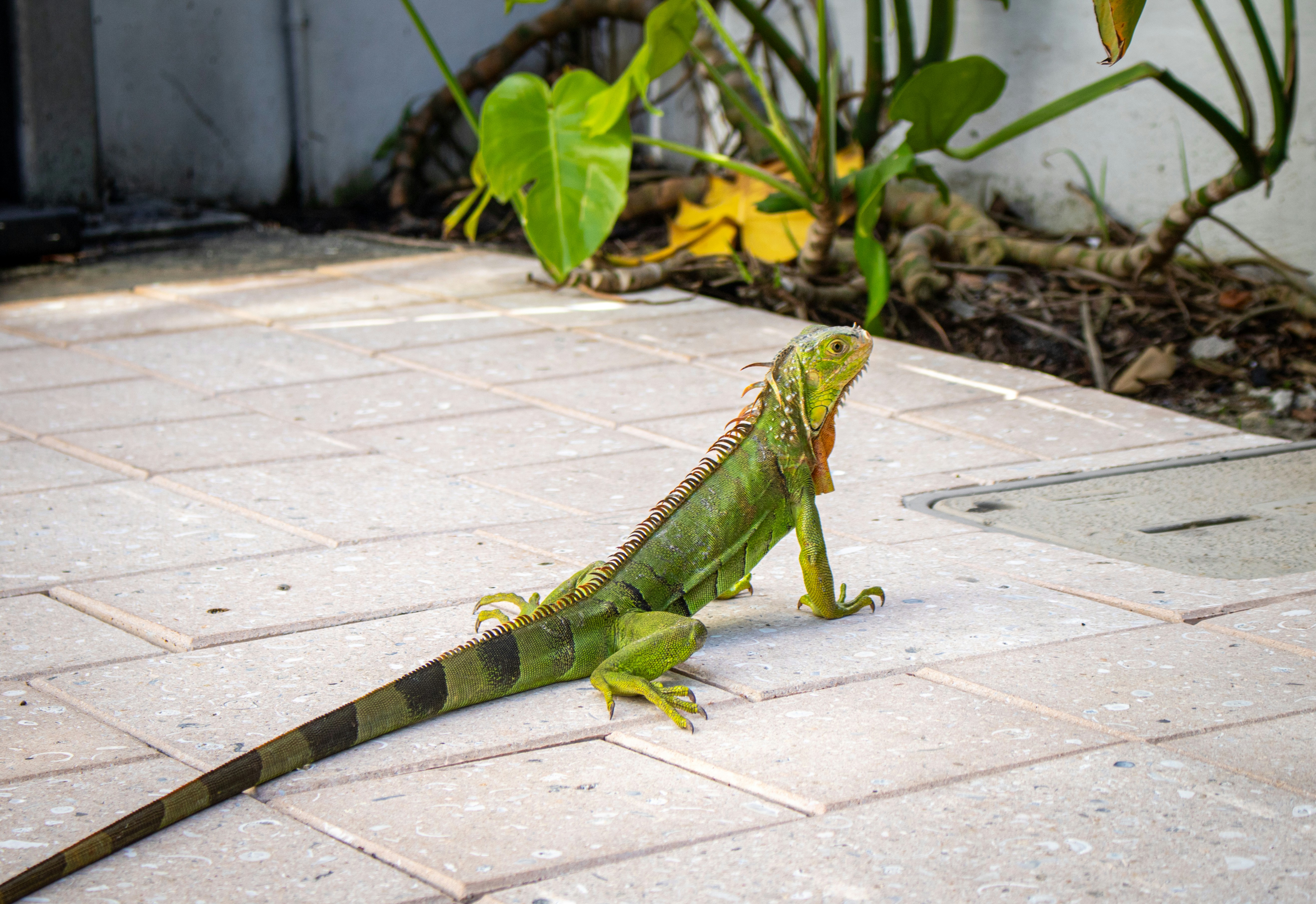 Green Iguana on Sunlit Patio Stones