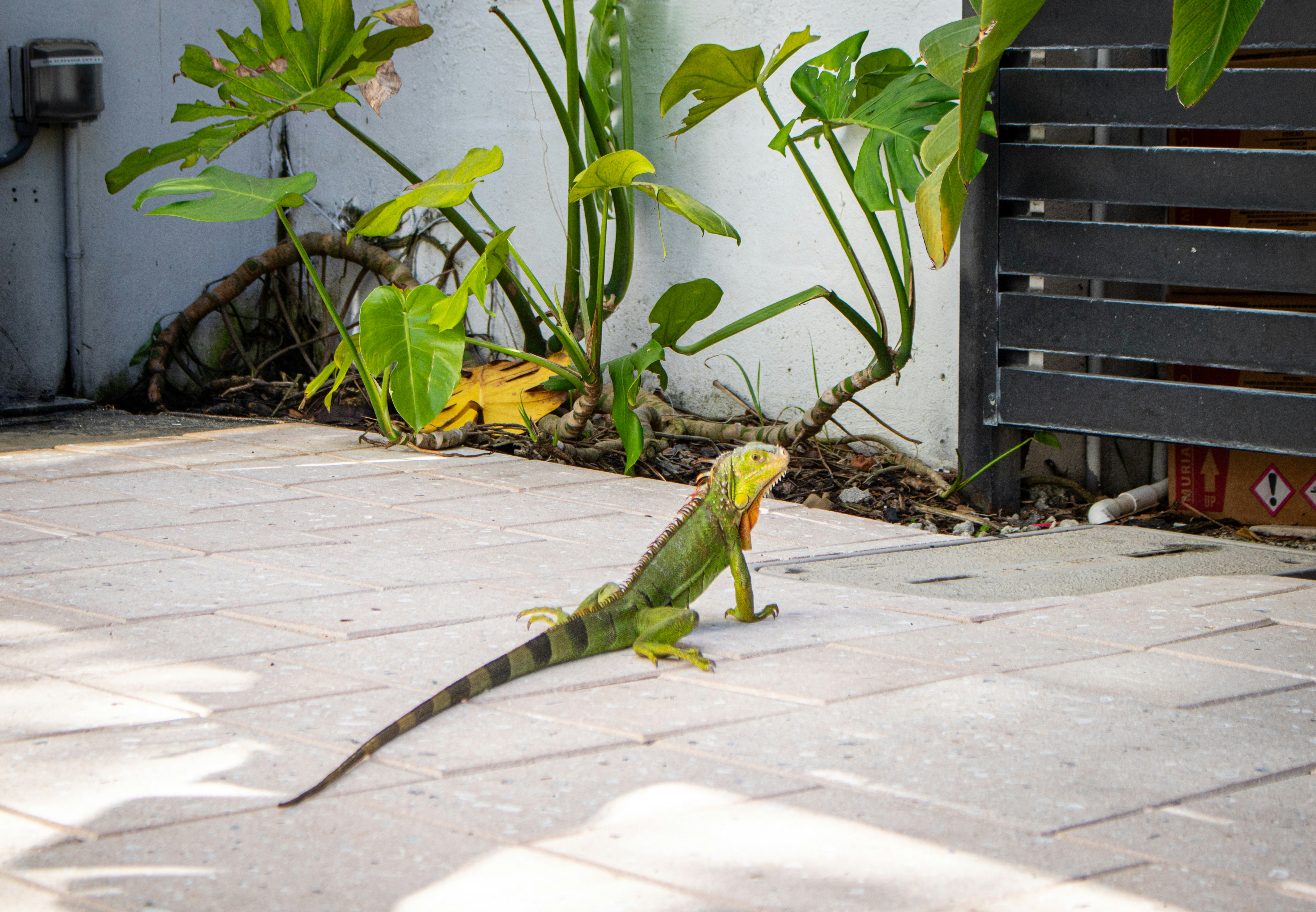 Sunlit Courtyard Sentinel: A Green Iguana on the Tiled Patio